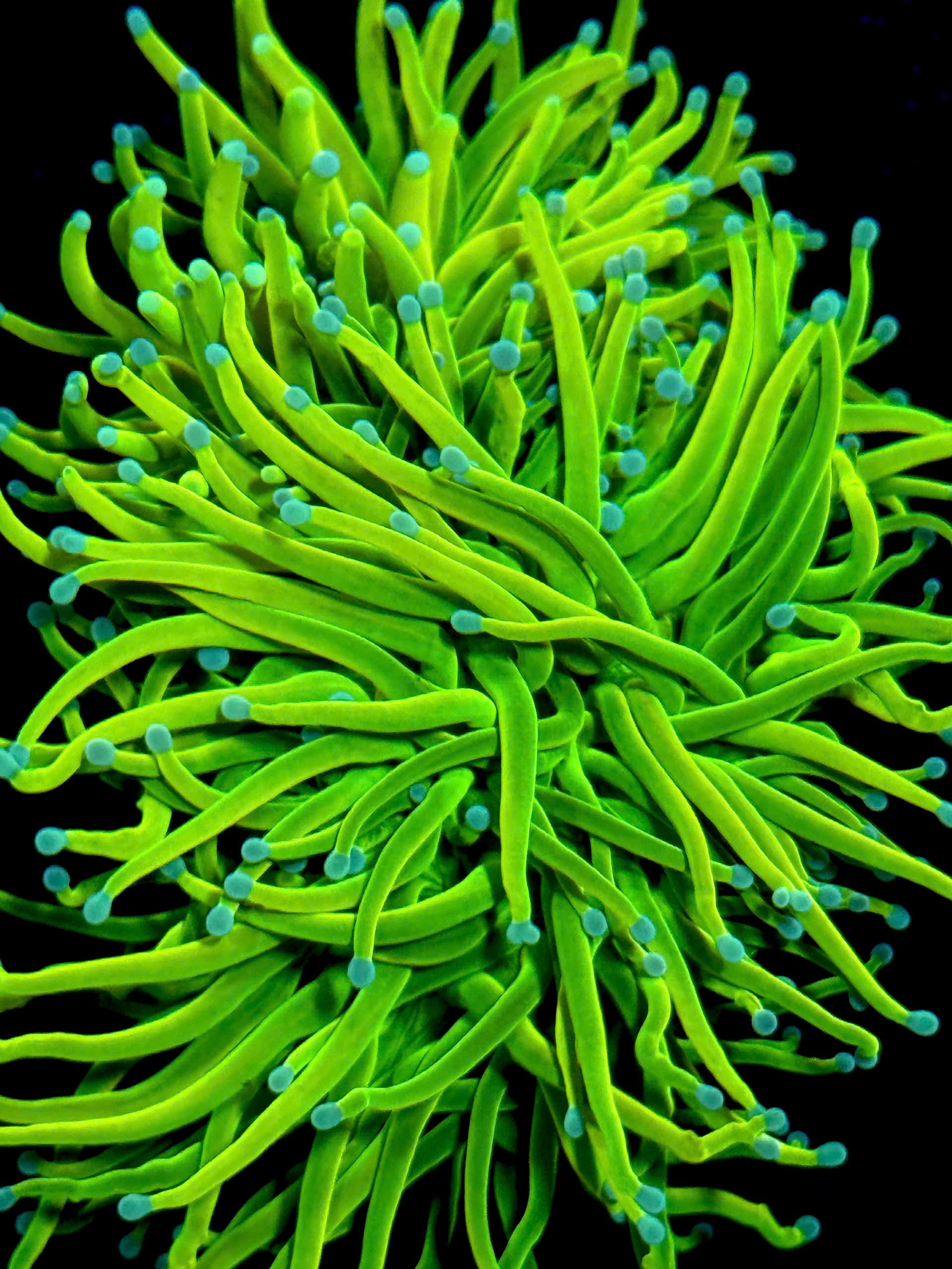 Vibrant Close-up of Green Coral Polyps · Free Stock Photo