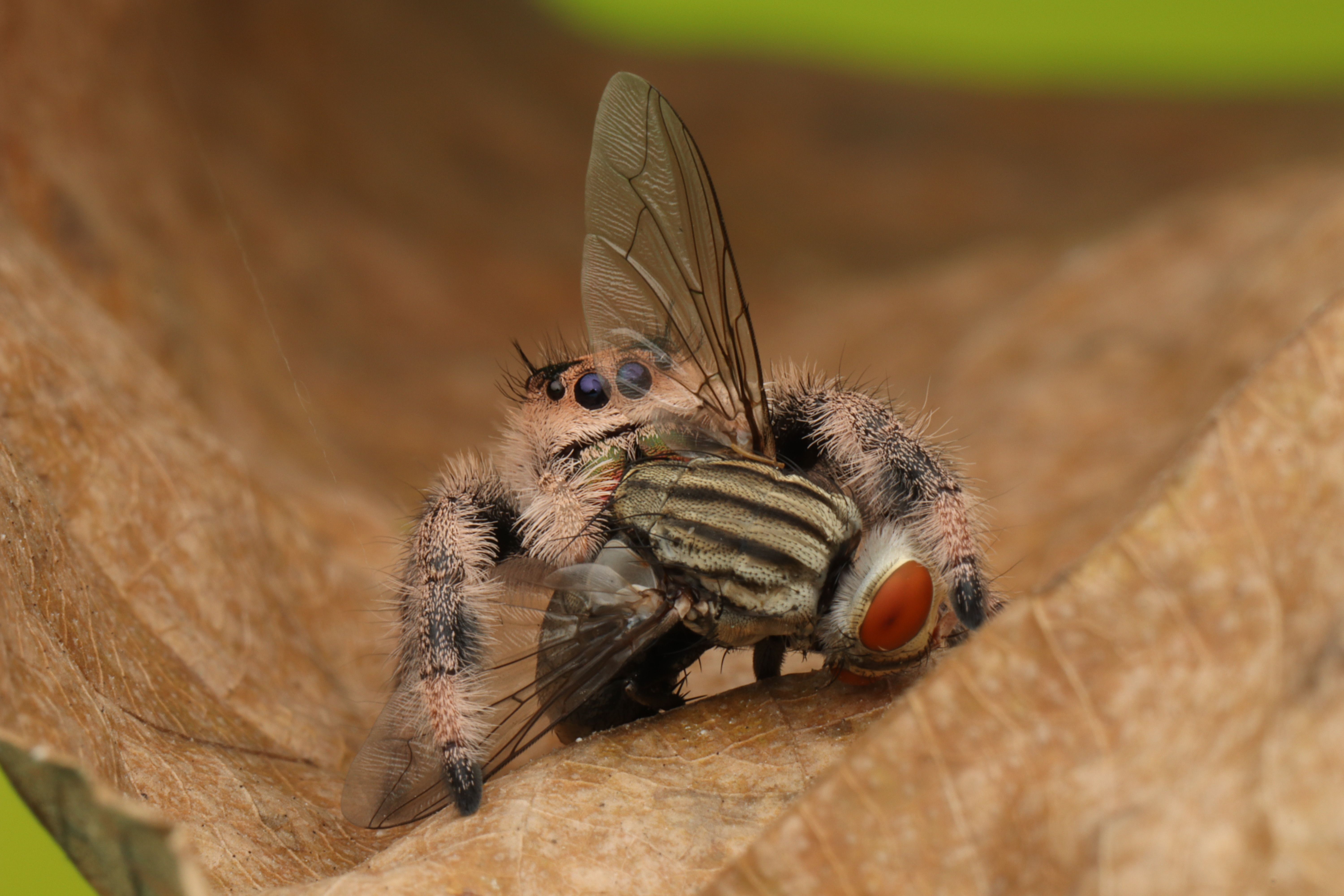 Jumping Spider Capturing Housefly on Leaf · Free Stock Photo