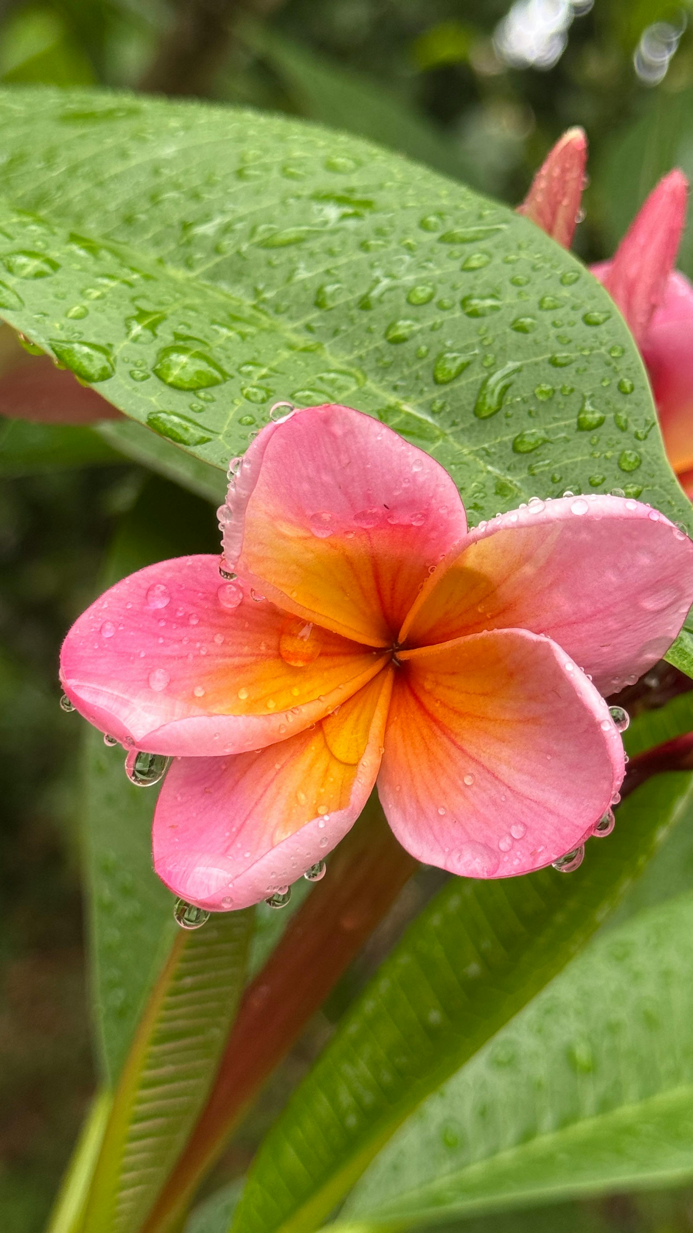 Prerna Singh - Photography