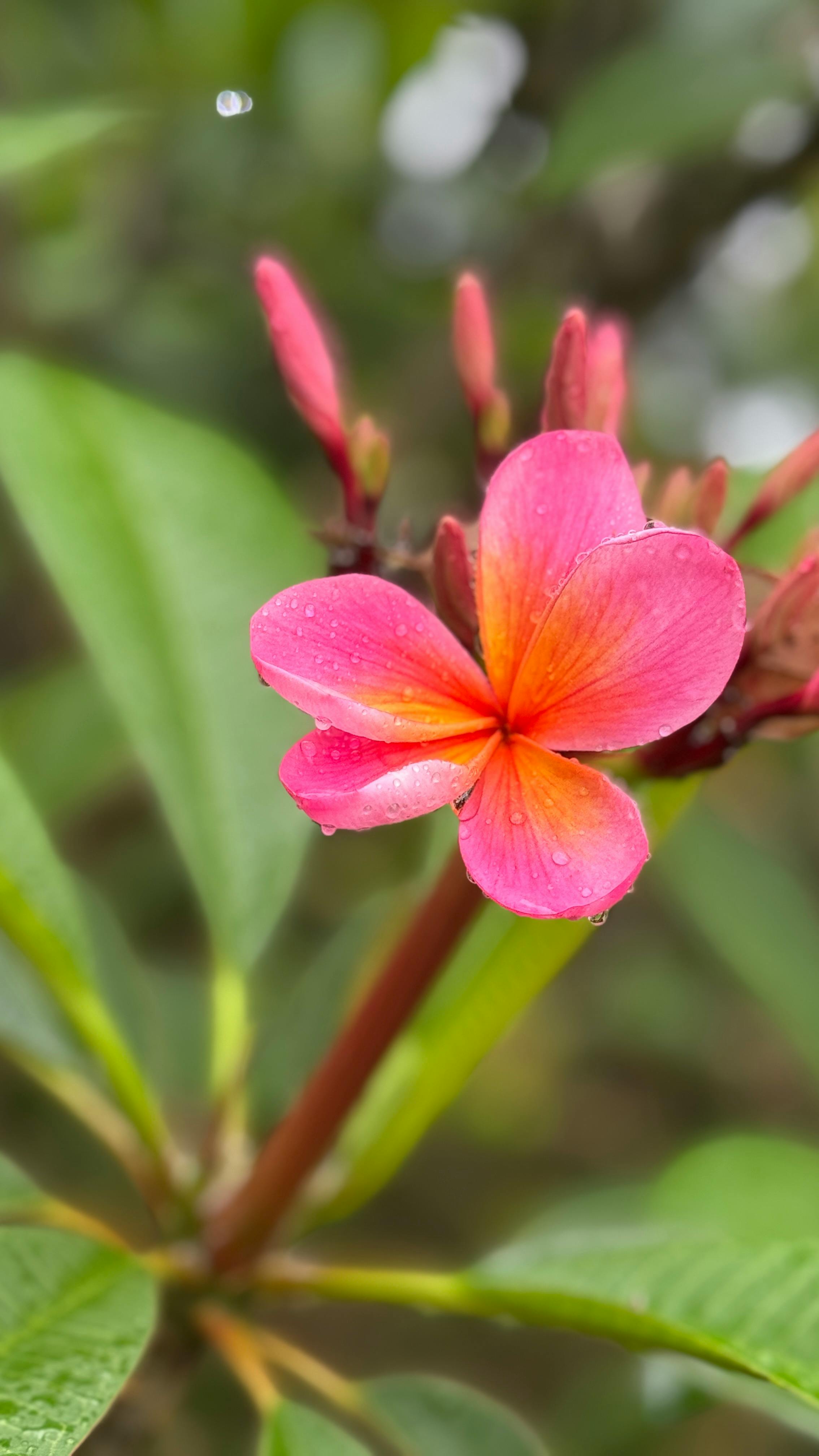 Prerna Singh - Photography