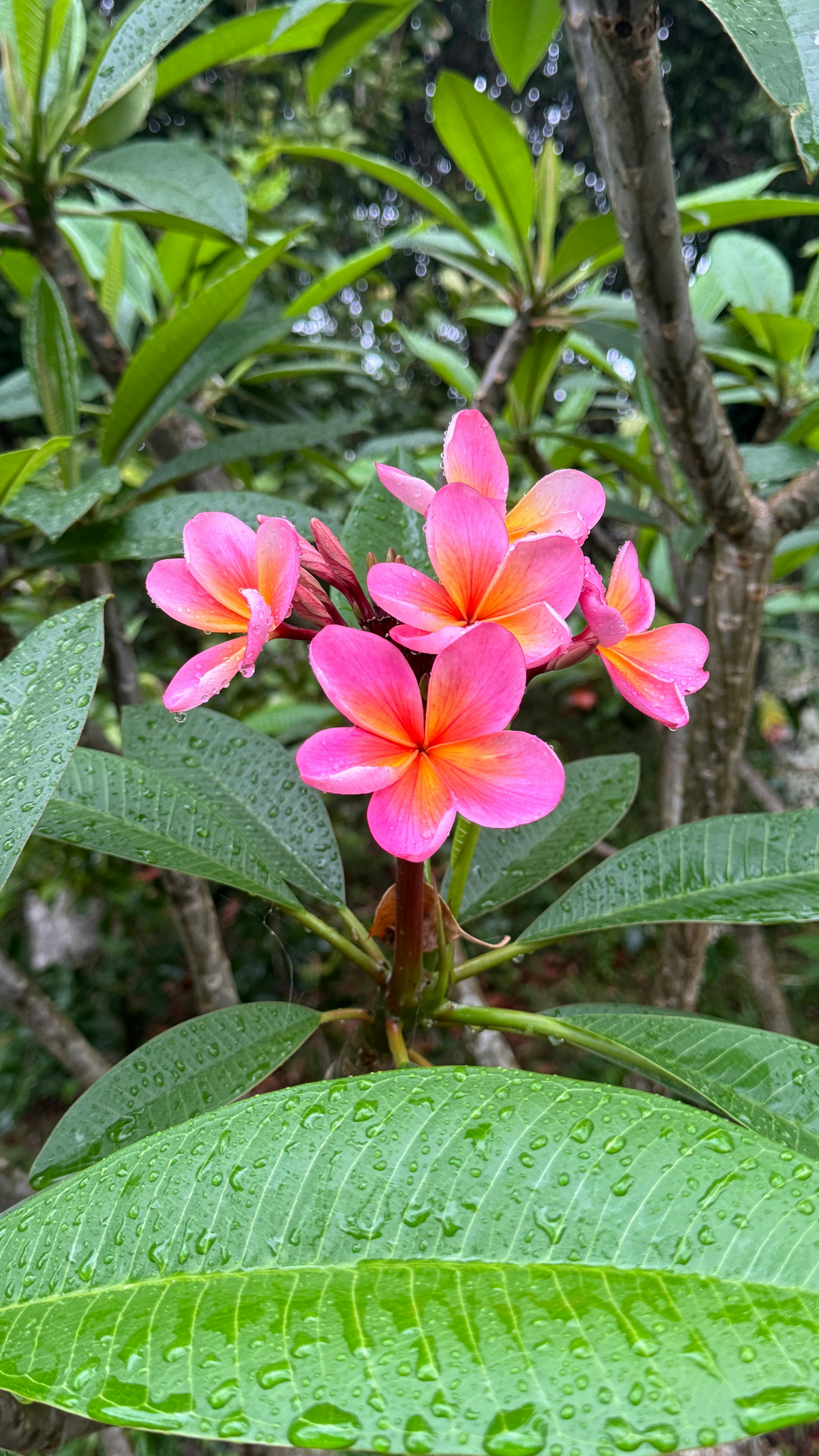 Prerna Singh - Photography