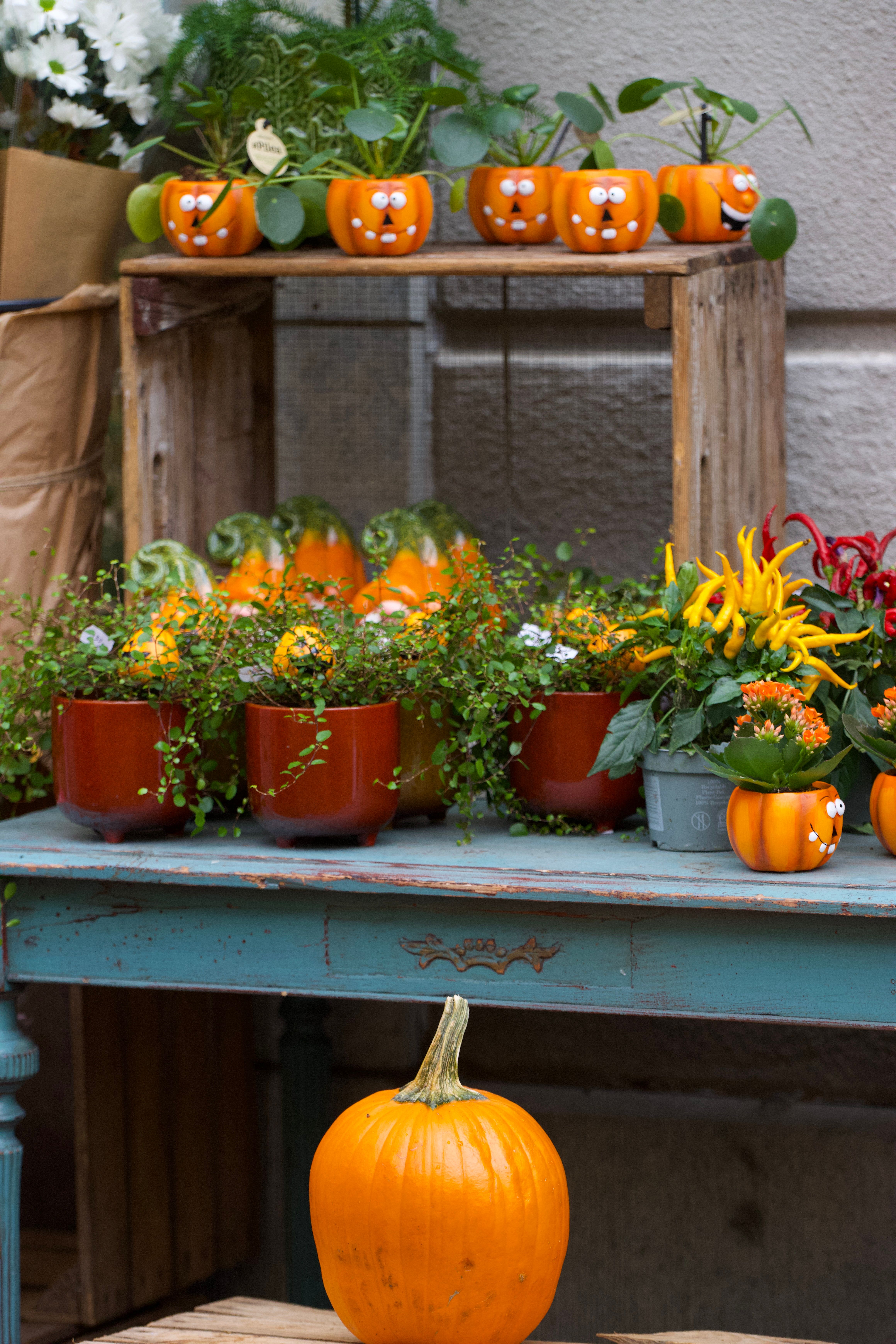 Colorful Pumpkin and Flower Display in Jönköping · Free Stock Photo