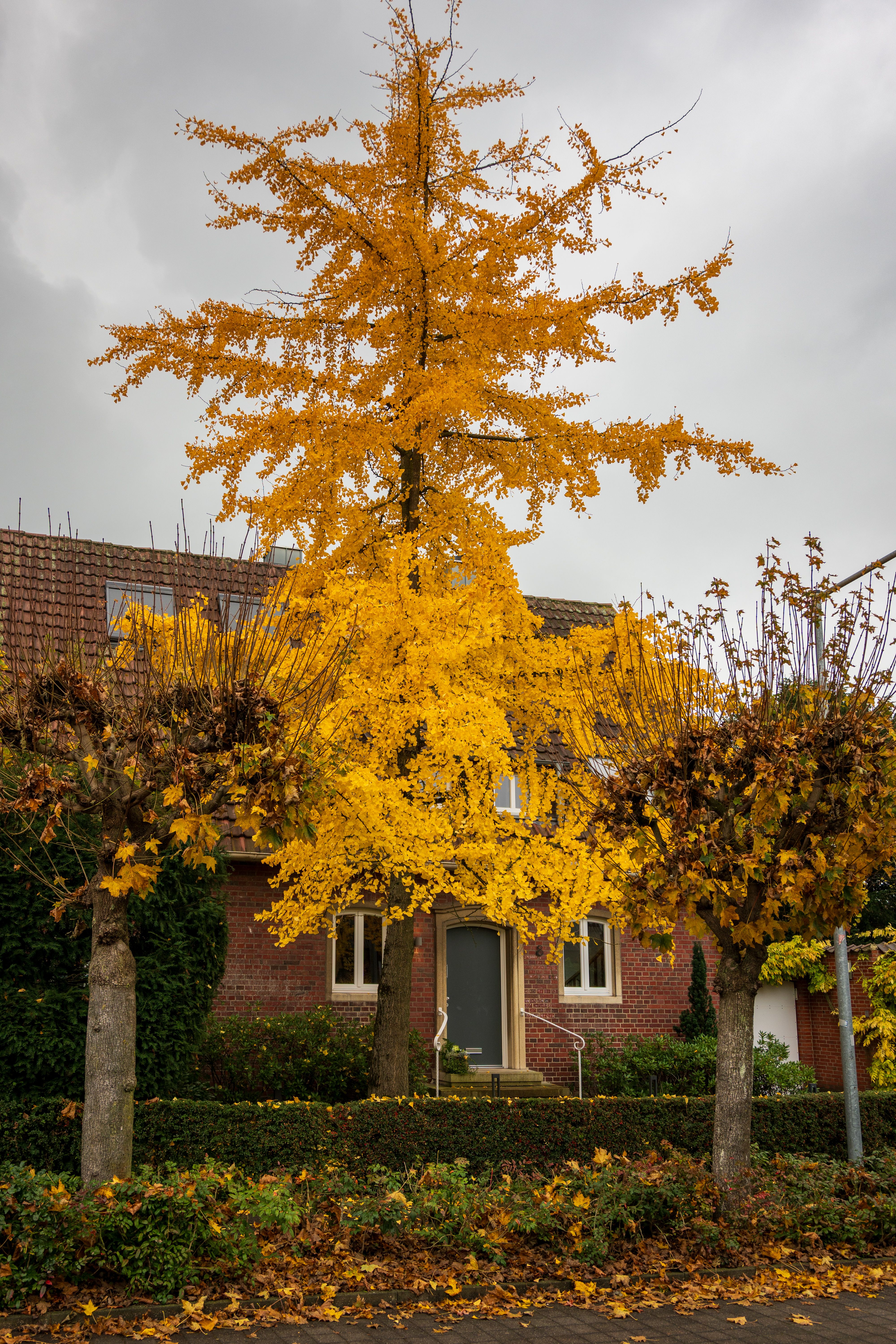 Golden Ginkgo Tree in Front of Brick House · Free Stock Photo