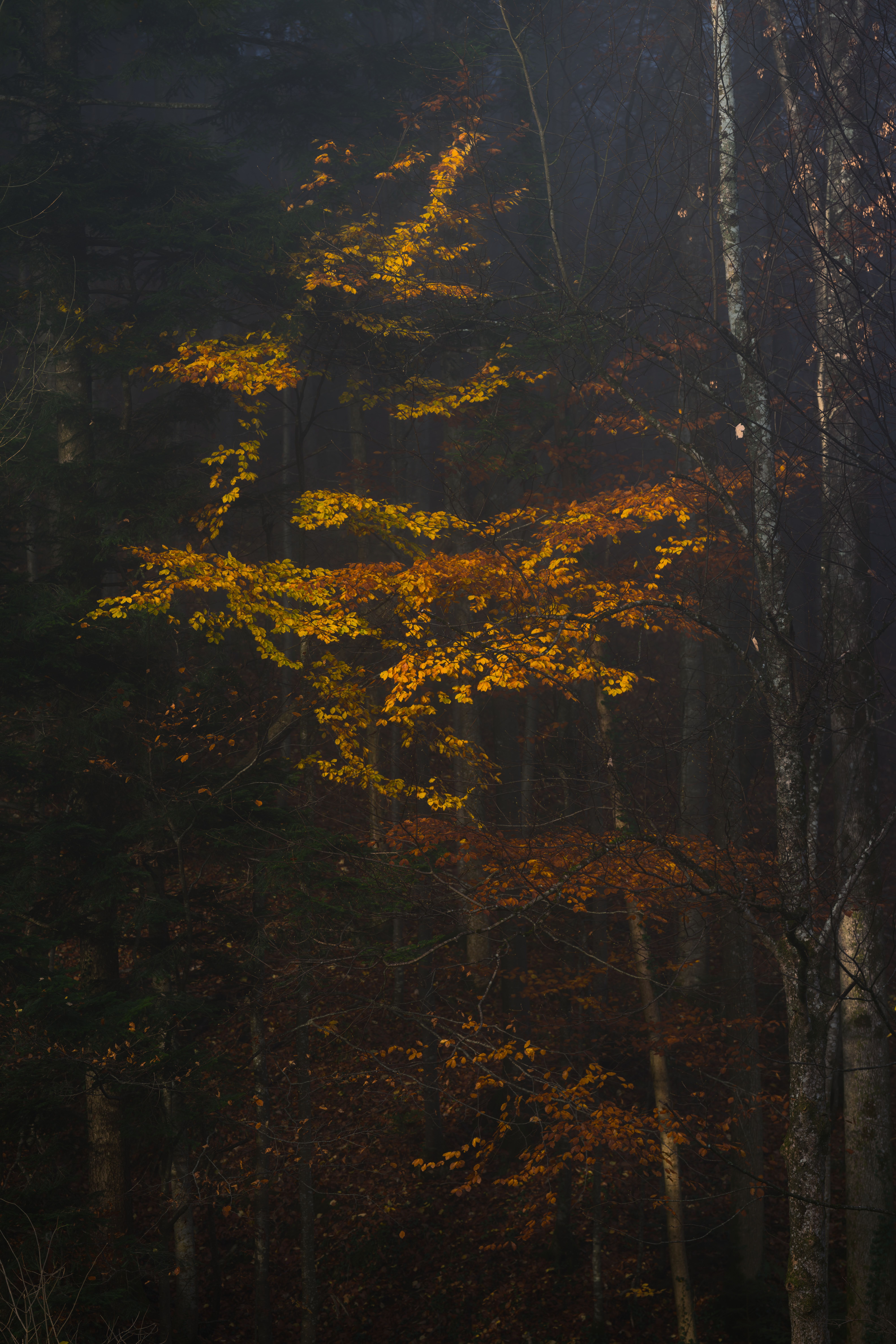 Moody Autumn Leaves in Gmunden Forest · Free Stock Photo