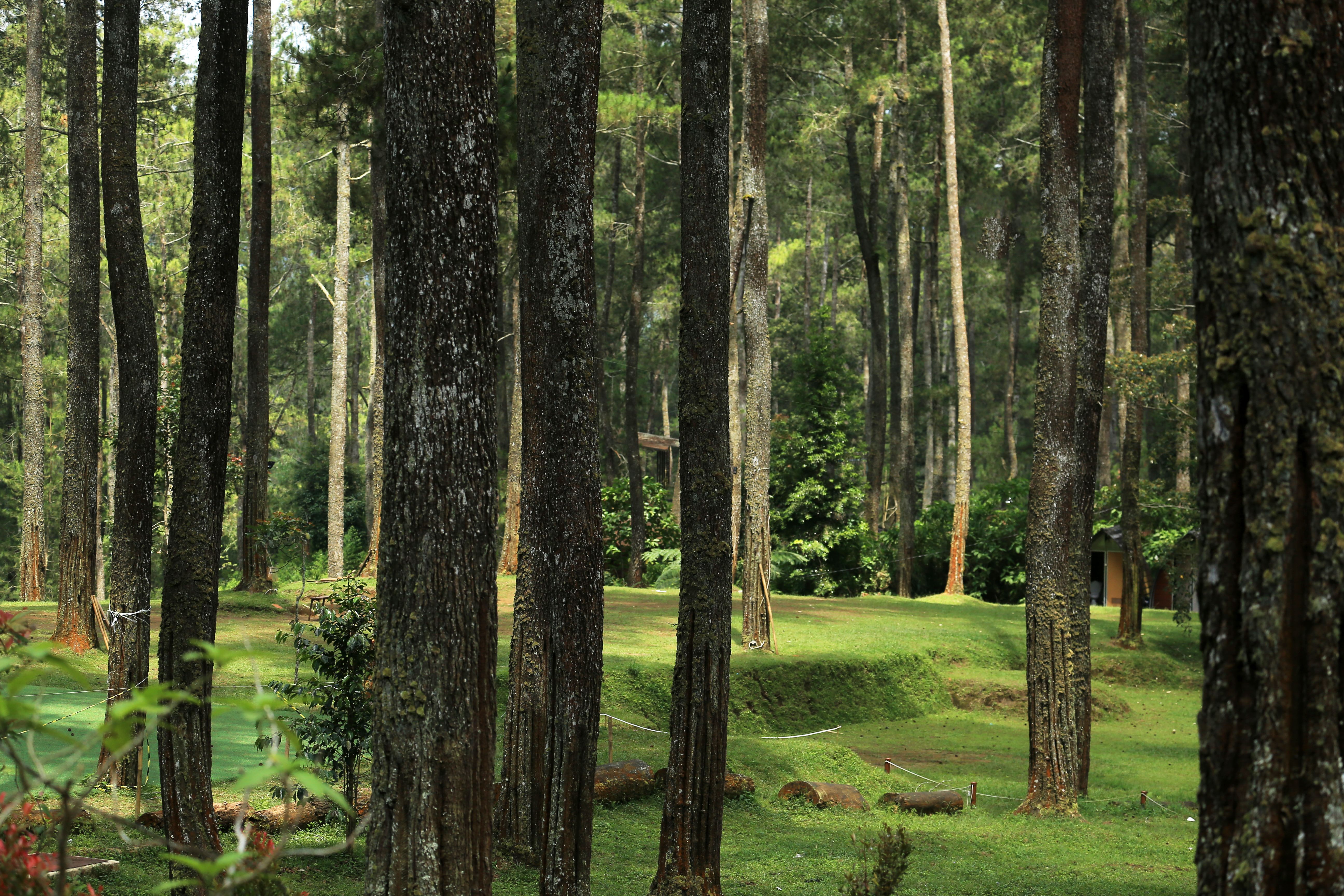 Serene Forest of Tall Pine Trees in Daylight · Free Stock Photo