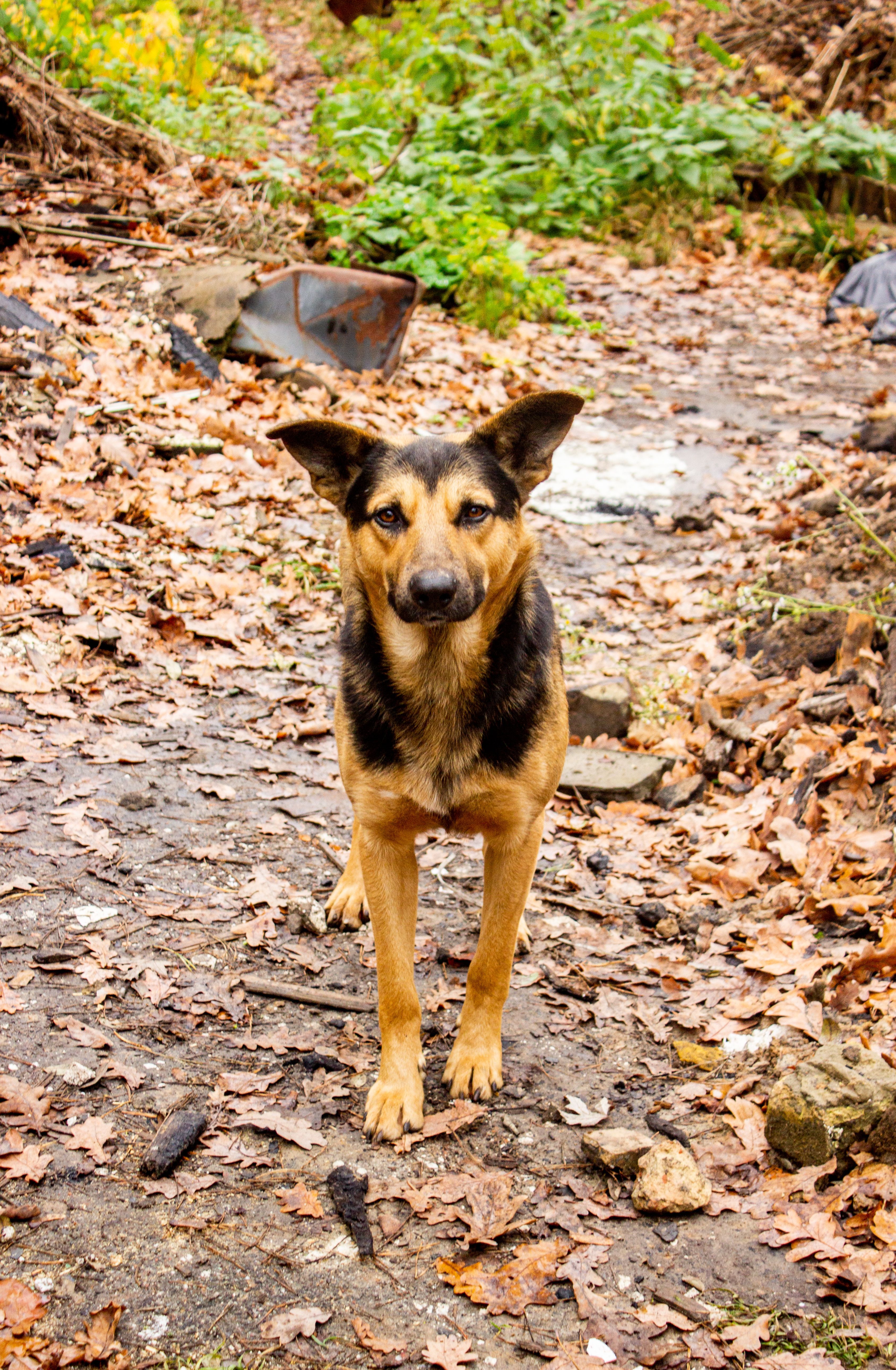 Dogs+Screaming Photos, Download The BEST Free Dogs+Screaming Stock ...