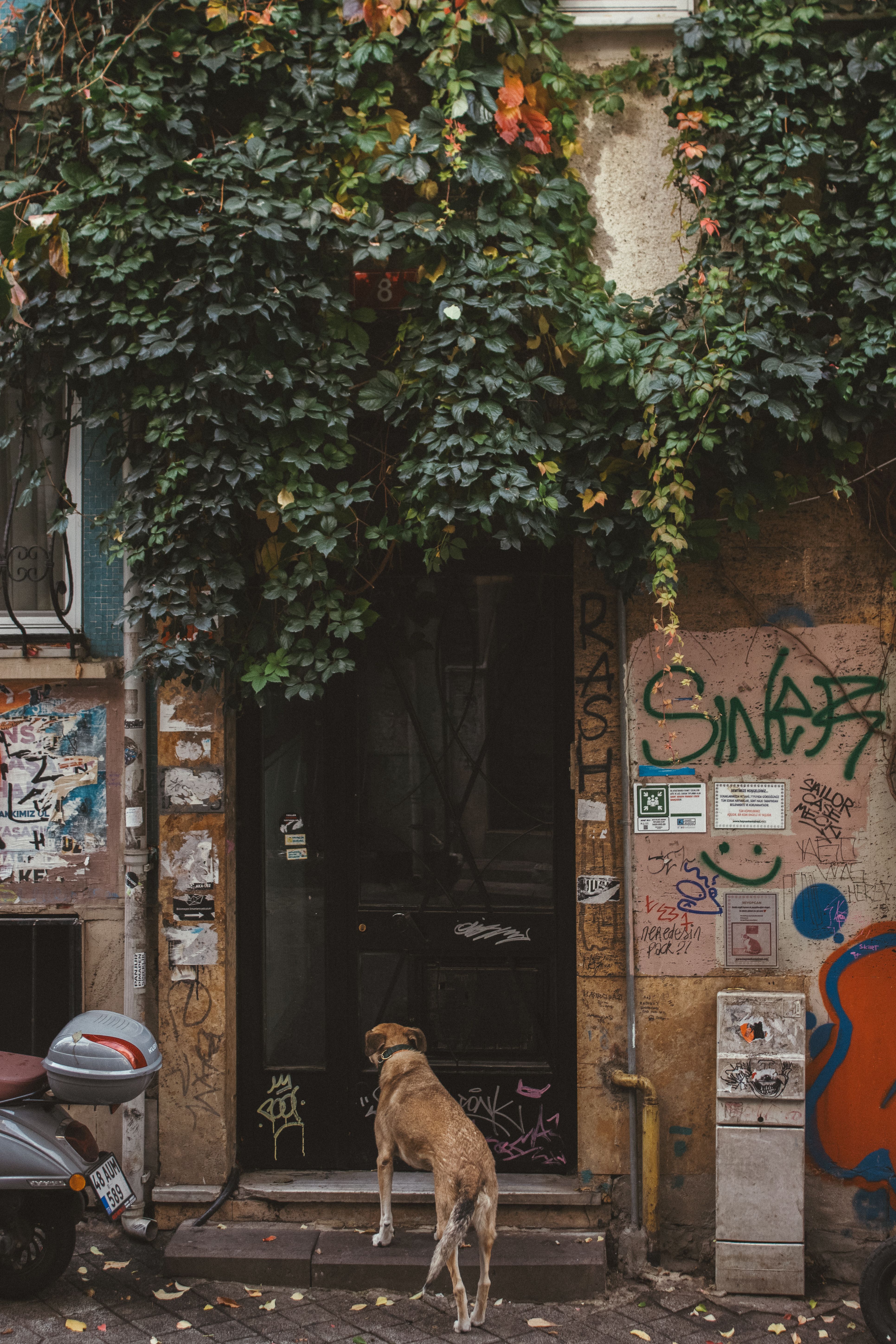 Urban Street Scene with Dog and Graffiti · Free Stock Photo