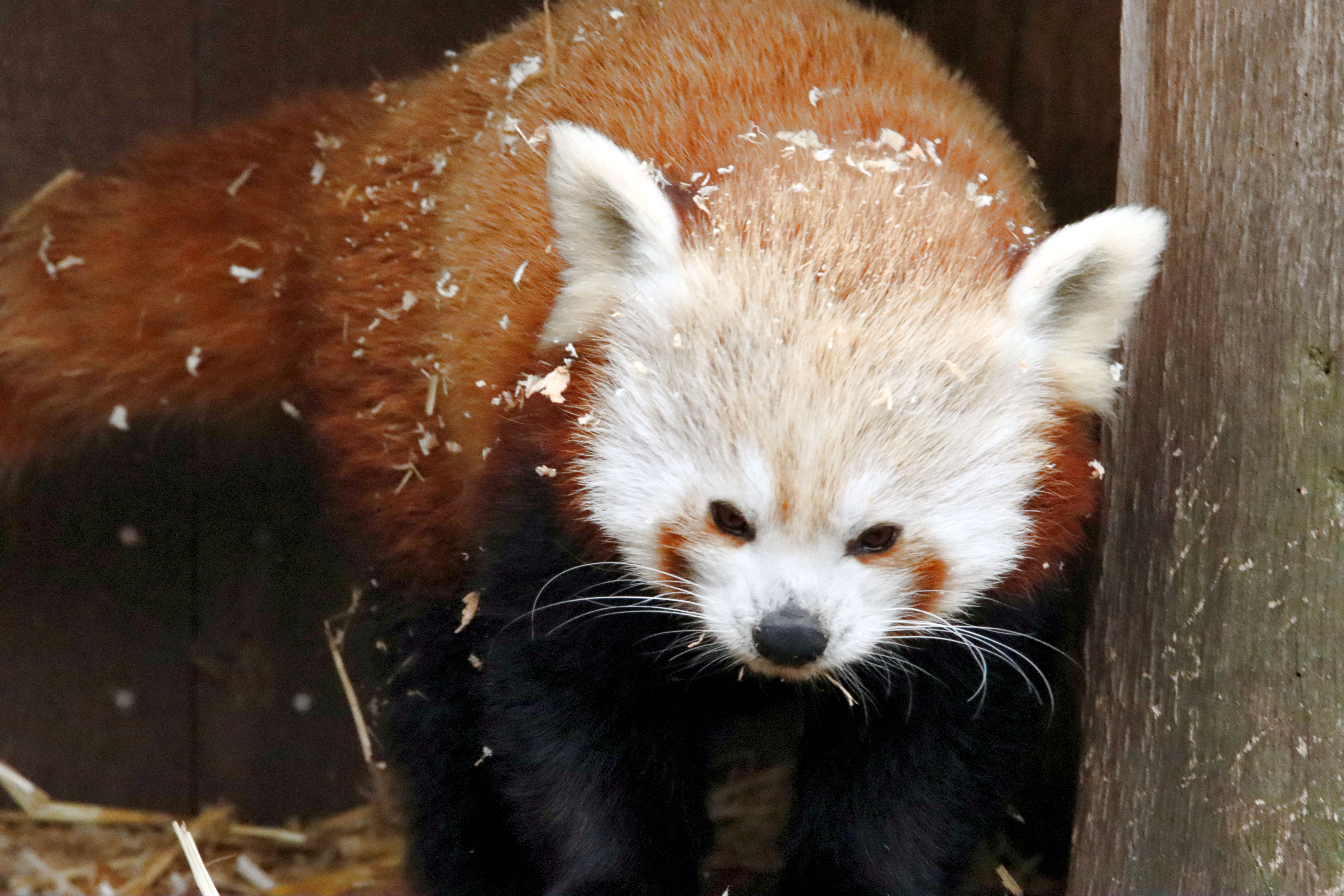 Kuma Kubwa Zoo Photos, Download The BEST Free Kuma Kubwa Zoo Stock ...