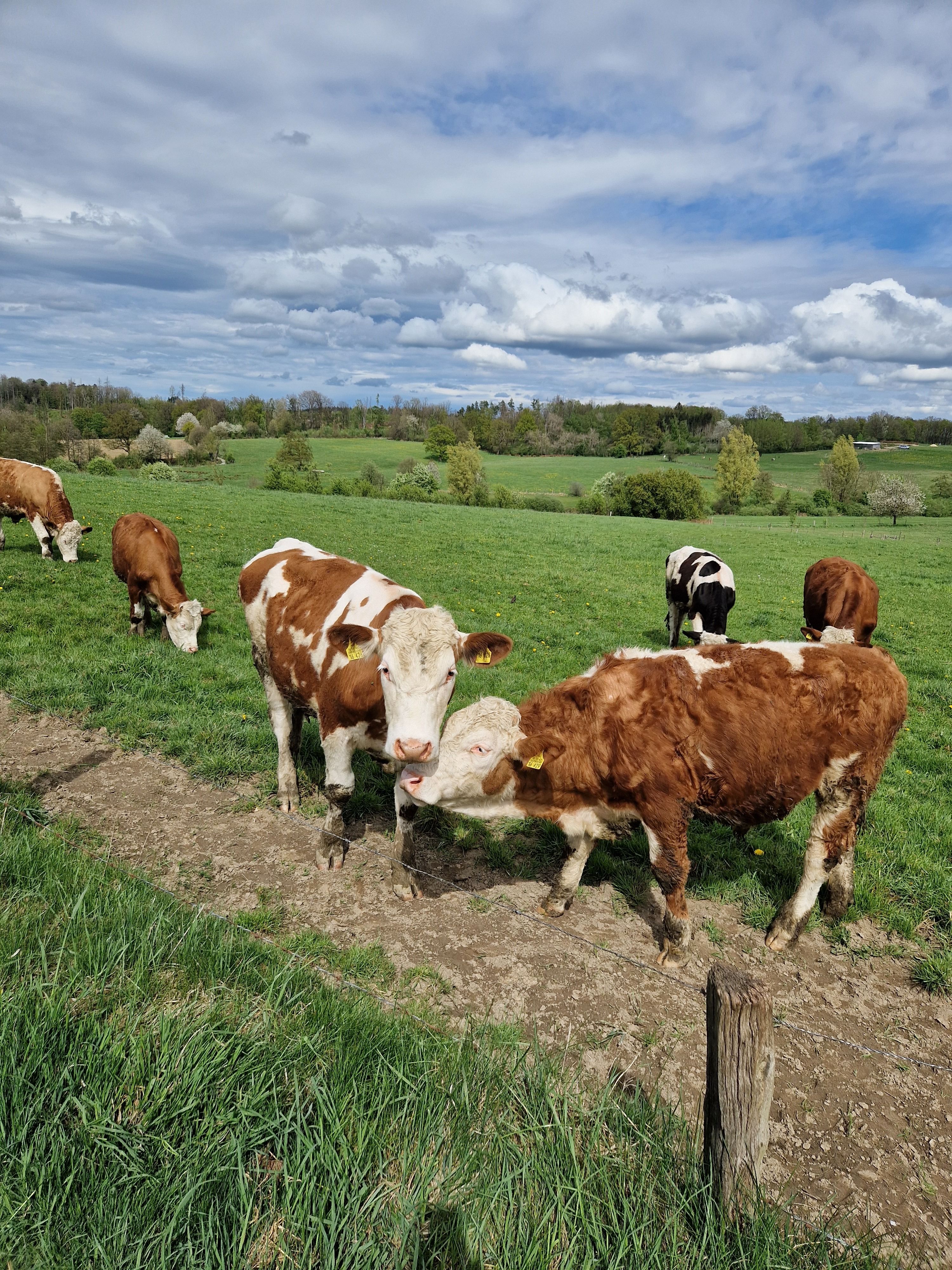 Cows Friends Herd Photos, Download The BEST Free Cows Friends Herd ...