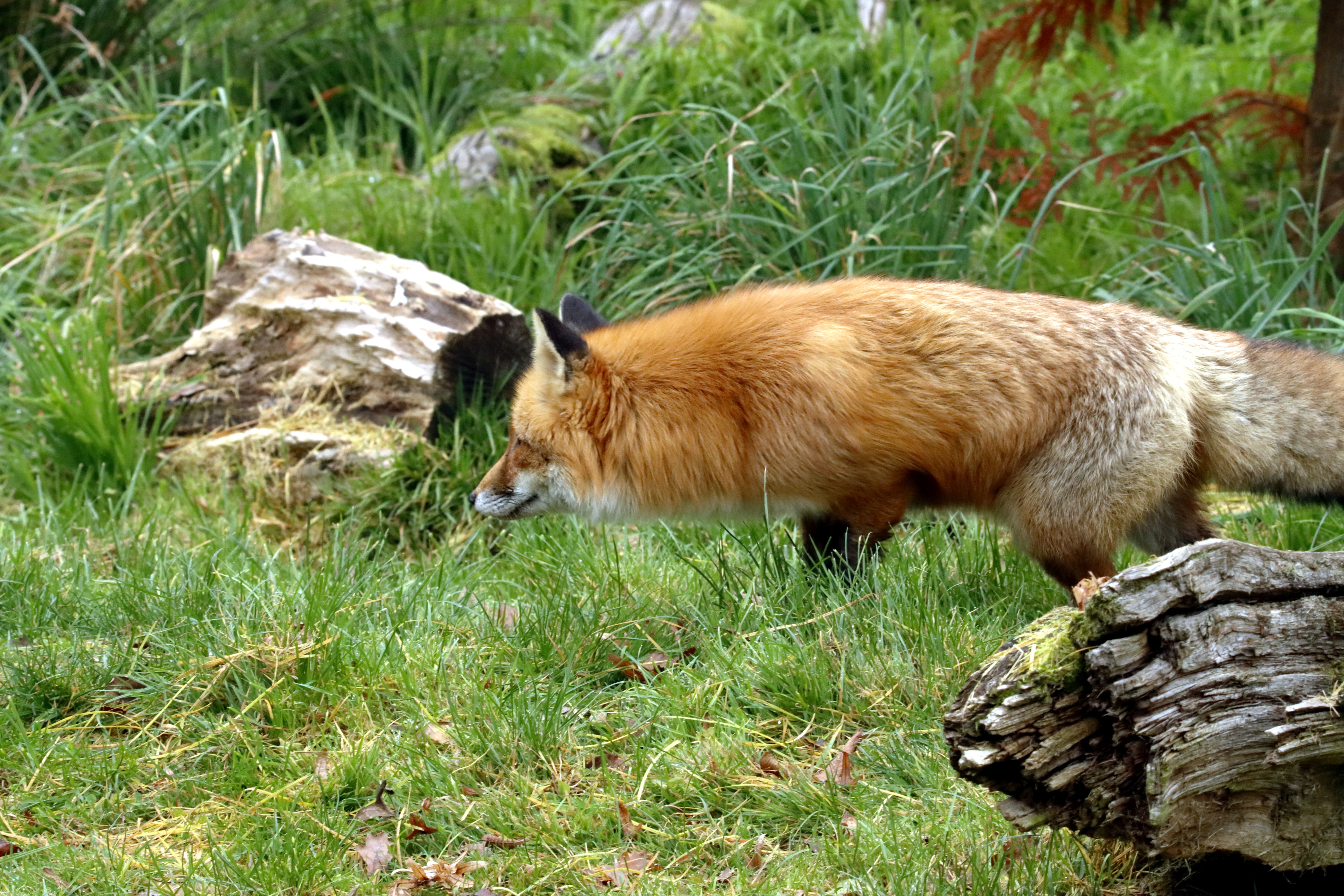 Red Fox in Natural Habitat during Spring · Free Stock Photo