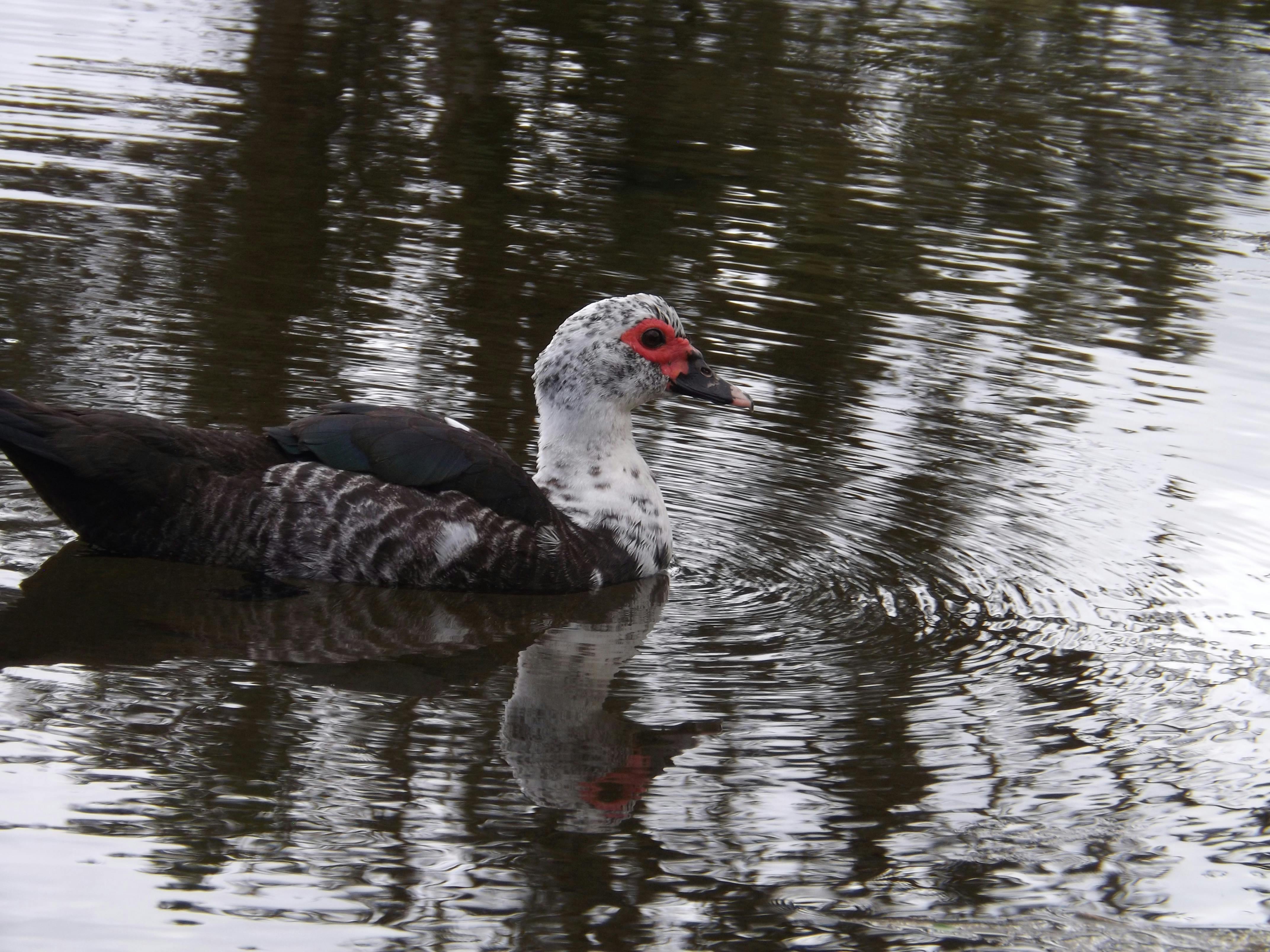 Green 31 Photos & Videos Collected by Ben Rasmussen