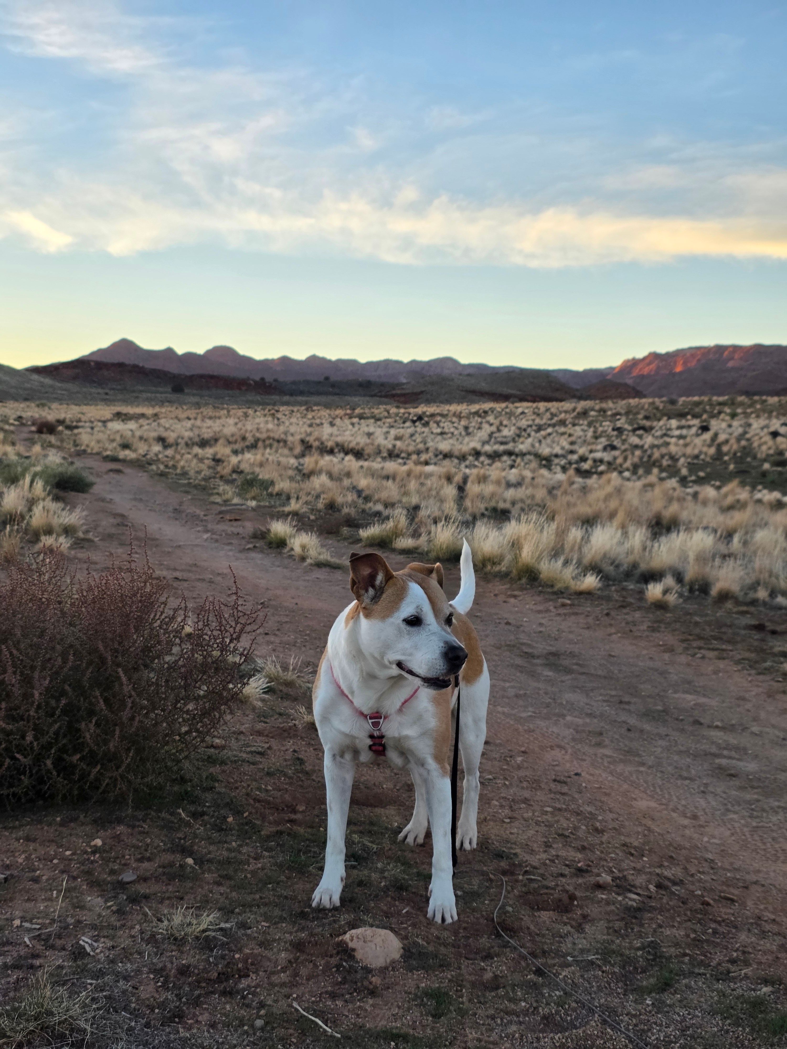 Dog in Desert Landscape at Sunset · Free Stock Photo