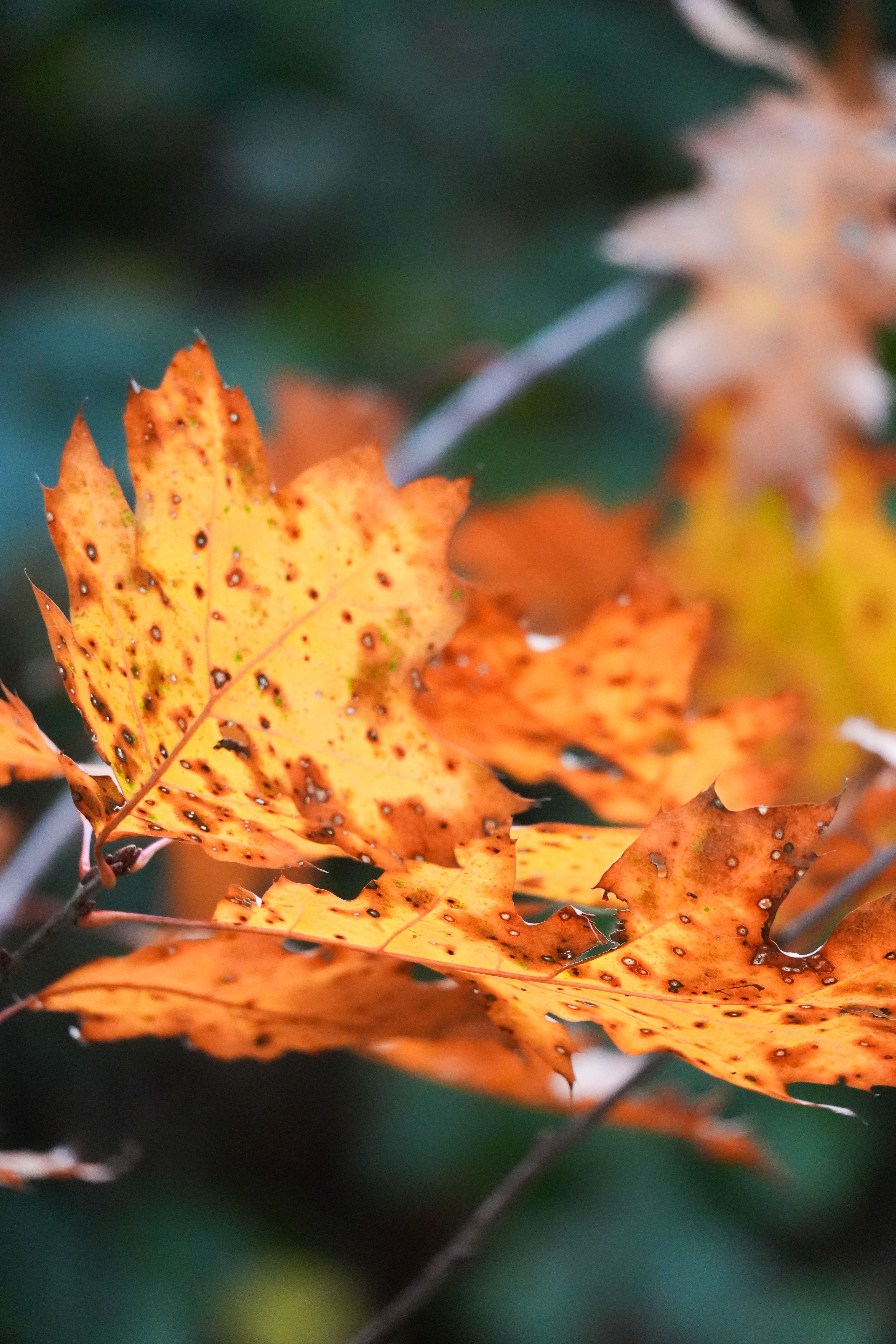Close-up of Vibrant Autumn Leaves in Nature · Free Stock Photo