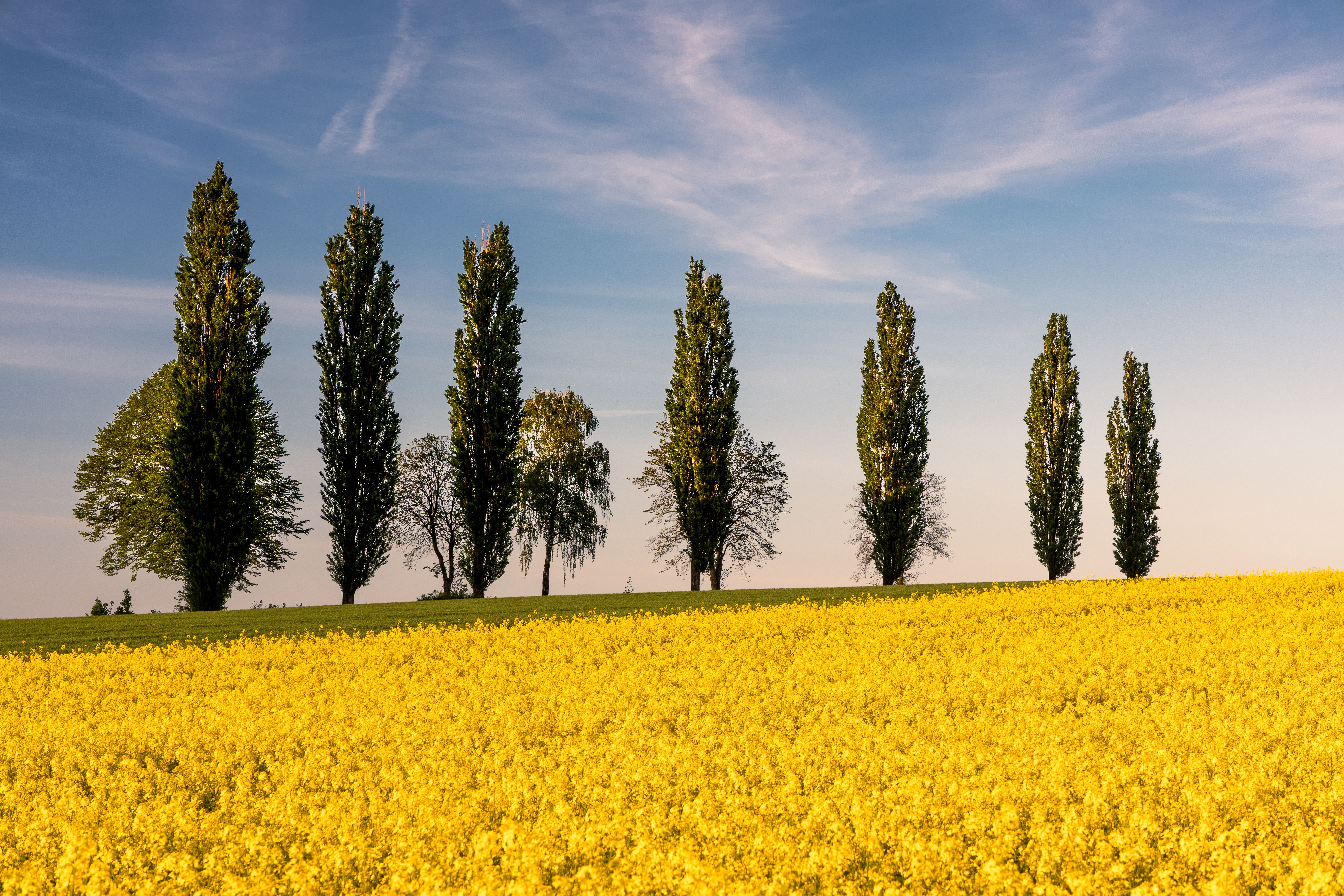 Tall Trees by Yellow Flower Field in Springtime · Free Stock Photo