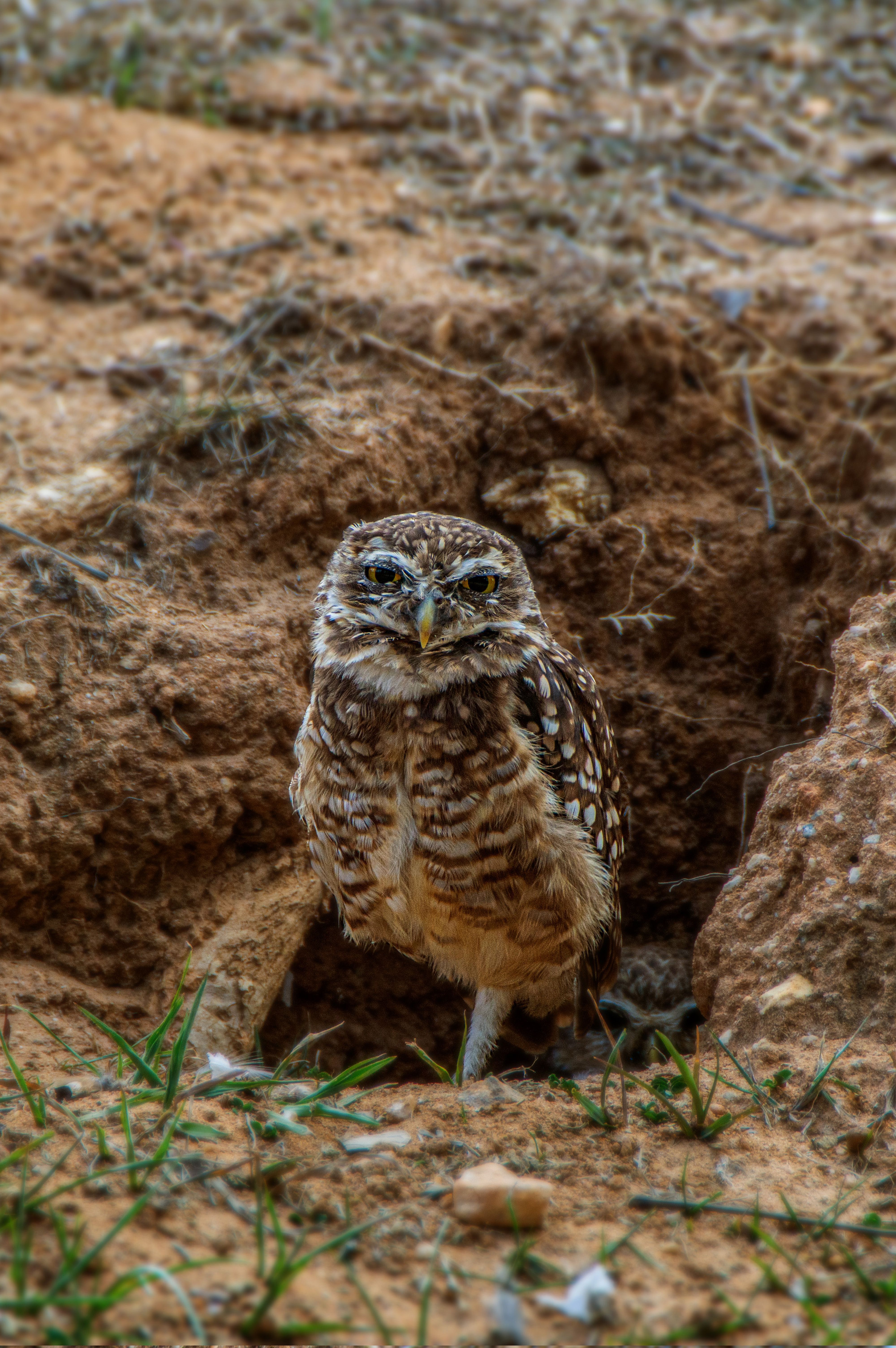Burrowing Owl in Natural Habitat, Brazil · Free Stock Photo
