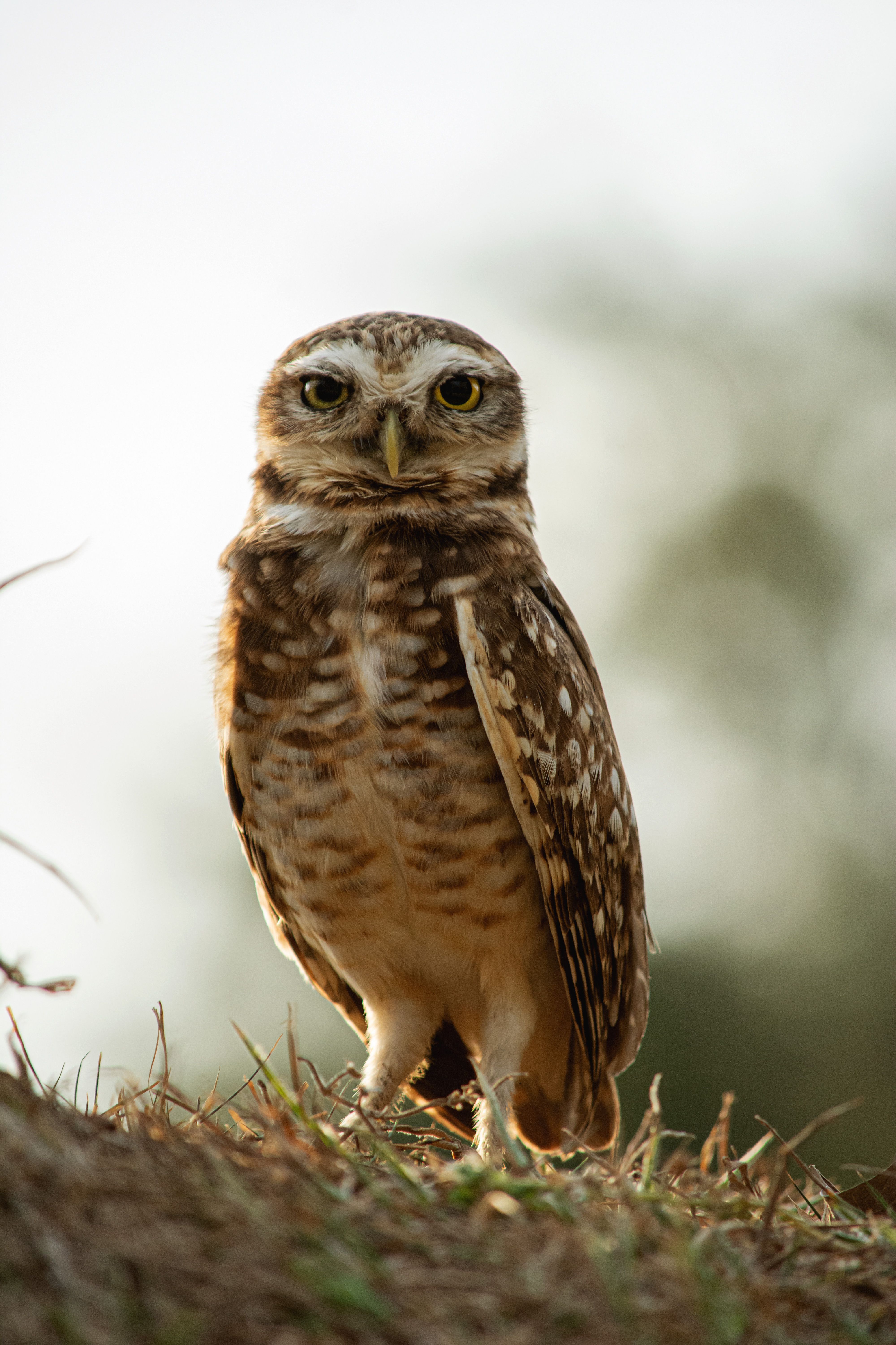 Captivating Close-Up of a Burrowing Owl in Nature · Free Stock Photo