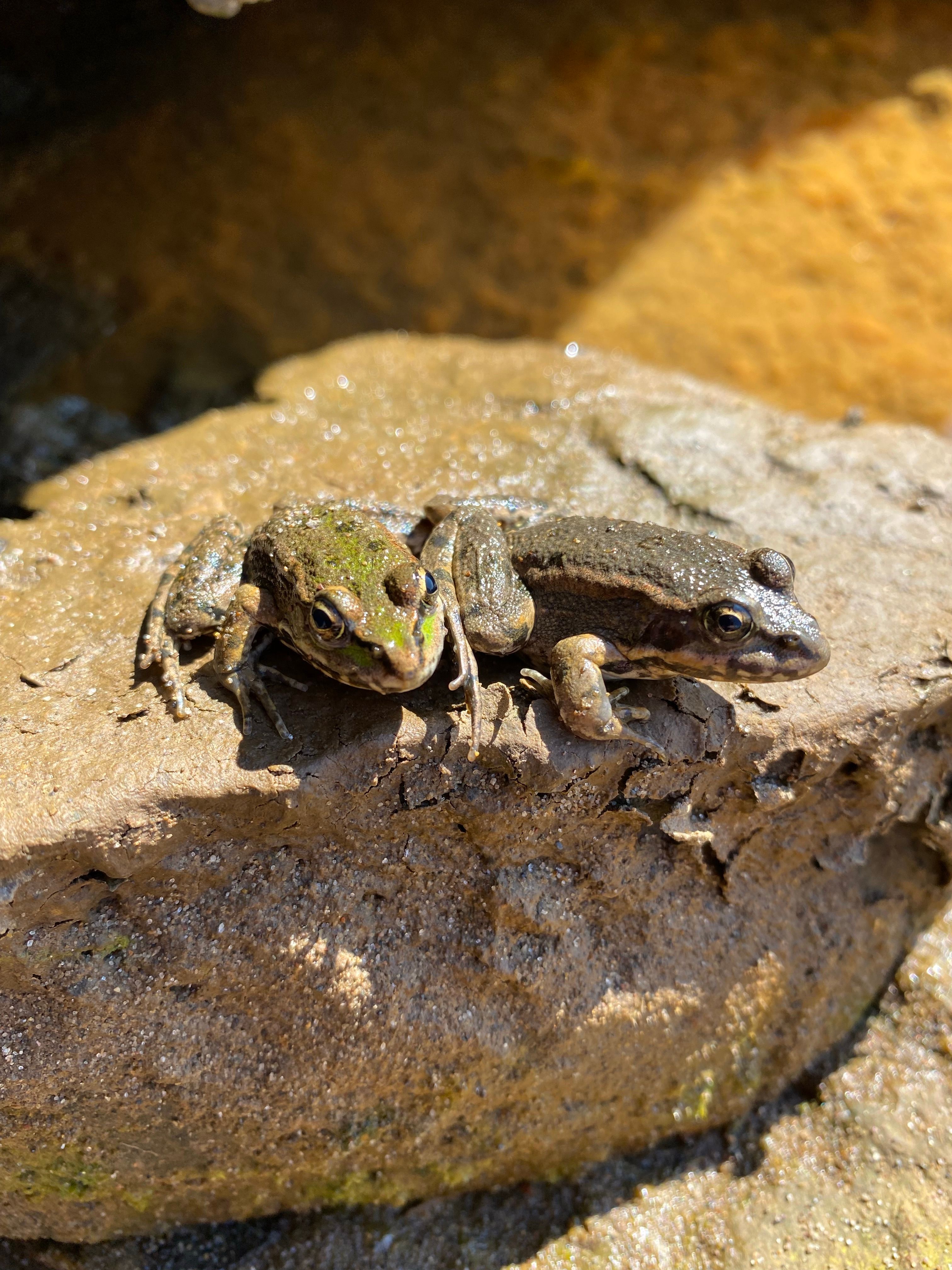 Two Frogs on a Sunlit Rock by a Stream · Free Stock Photo