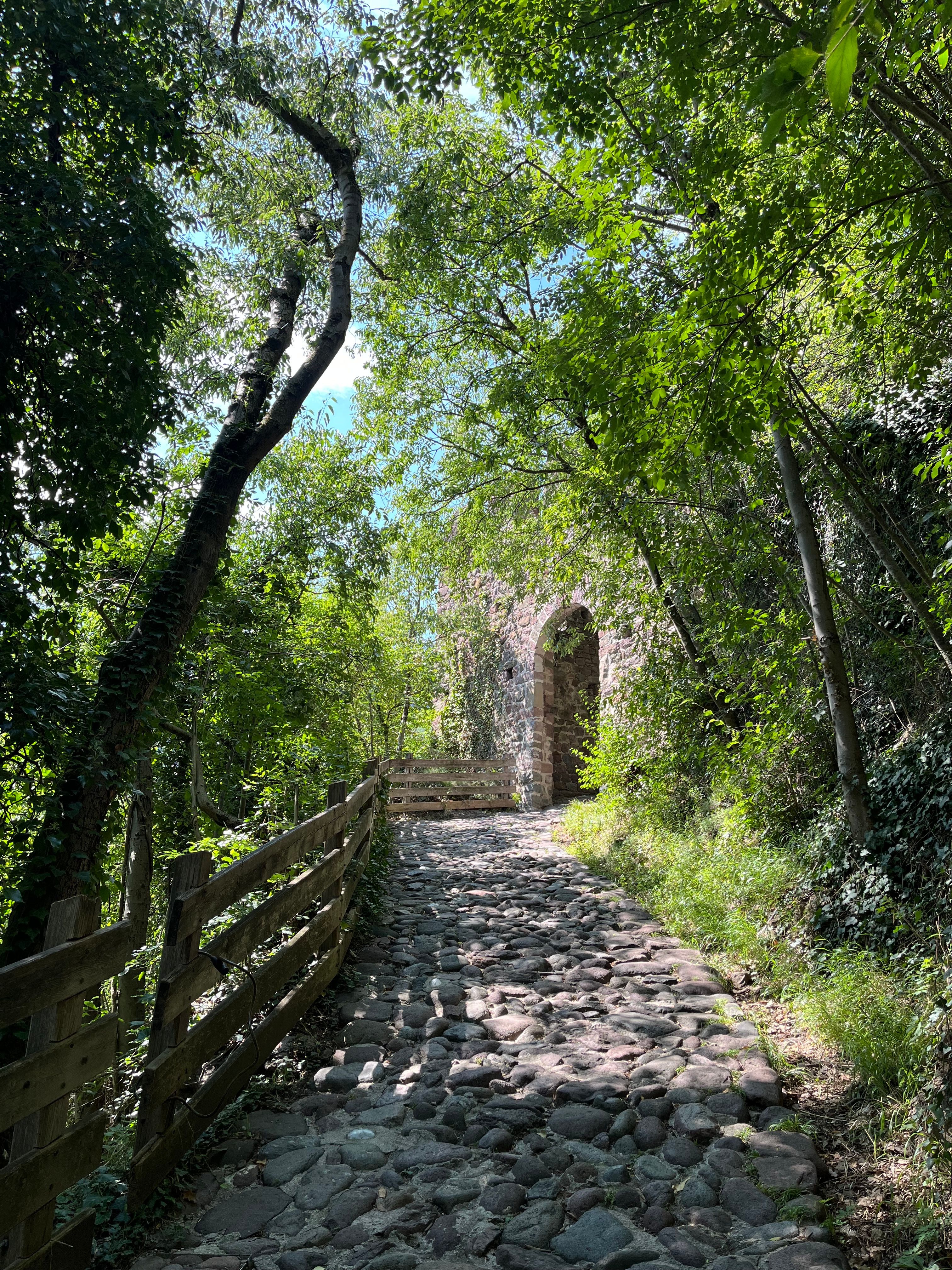 Scenic Cobblestone Pathway in Trentino Forest · Free Stock Photo