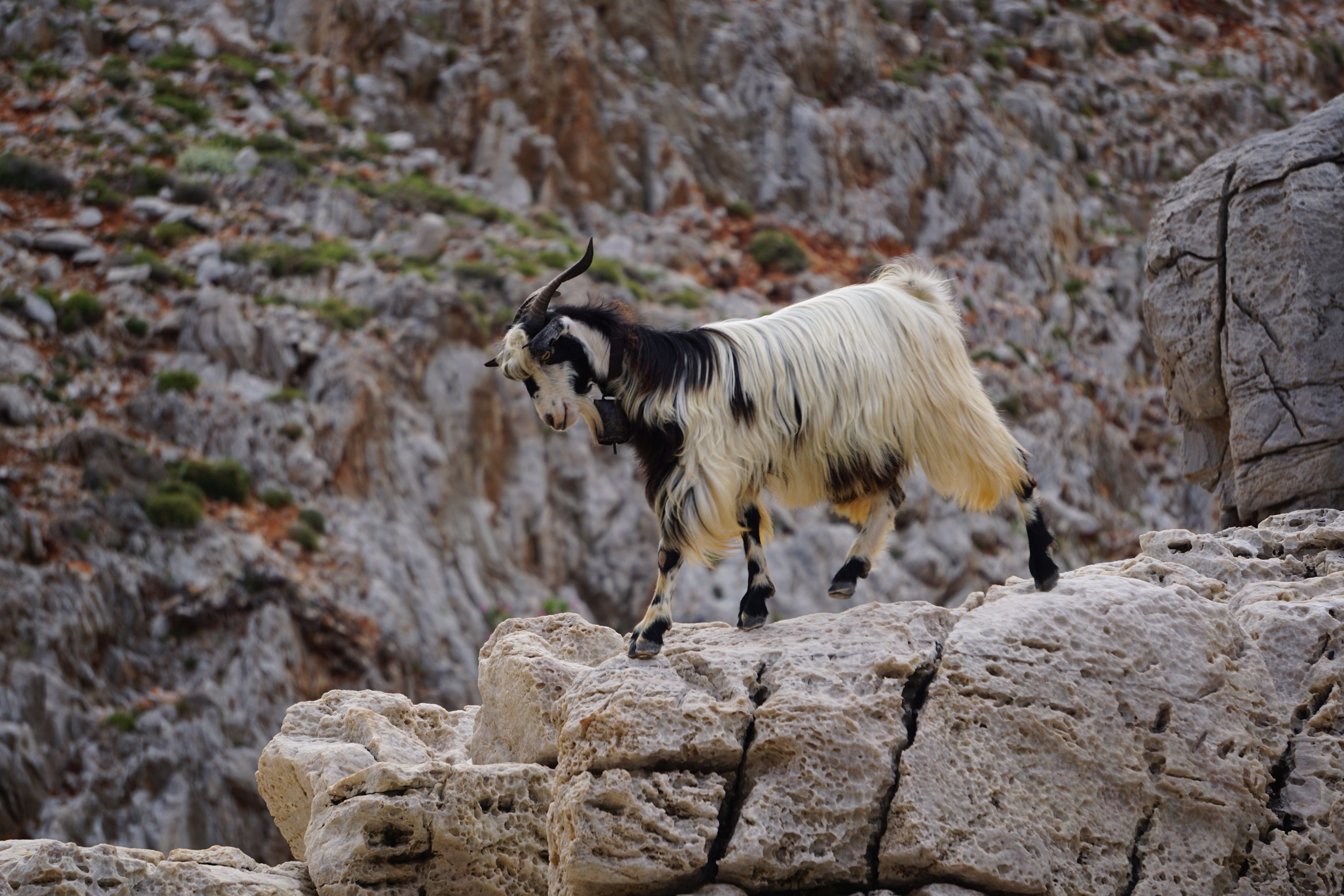 Mountain Goat Climbing Rocky Terrain in Nature · Free Stock Photo