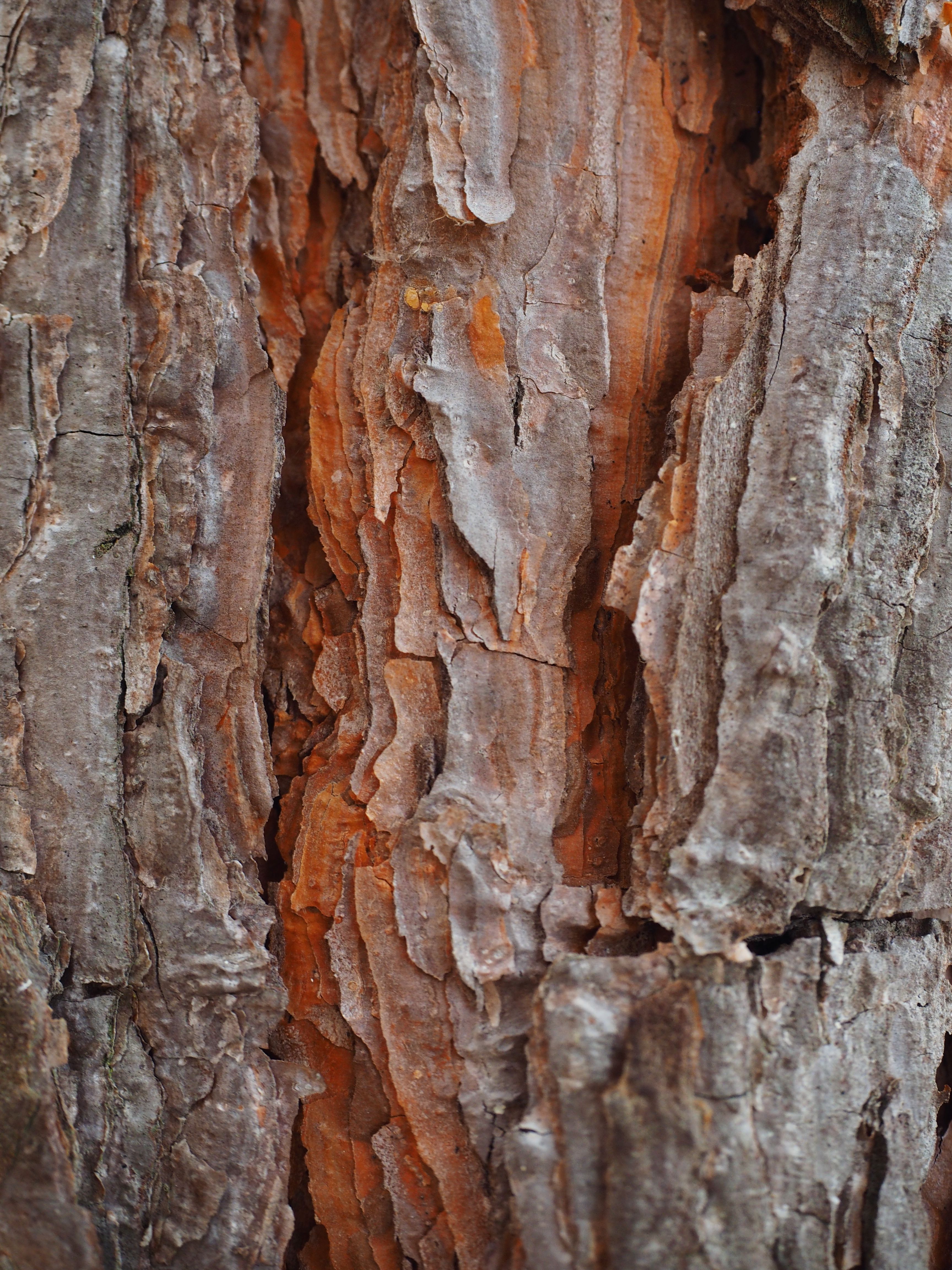 Close-Up of Tree Bark in Karlsruhe Forest · Free Stock Photo