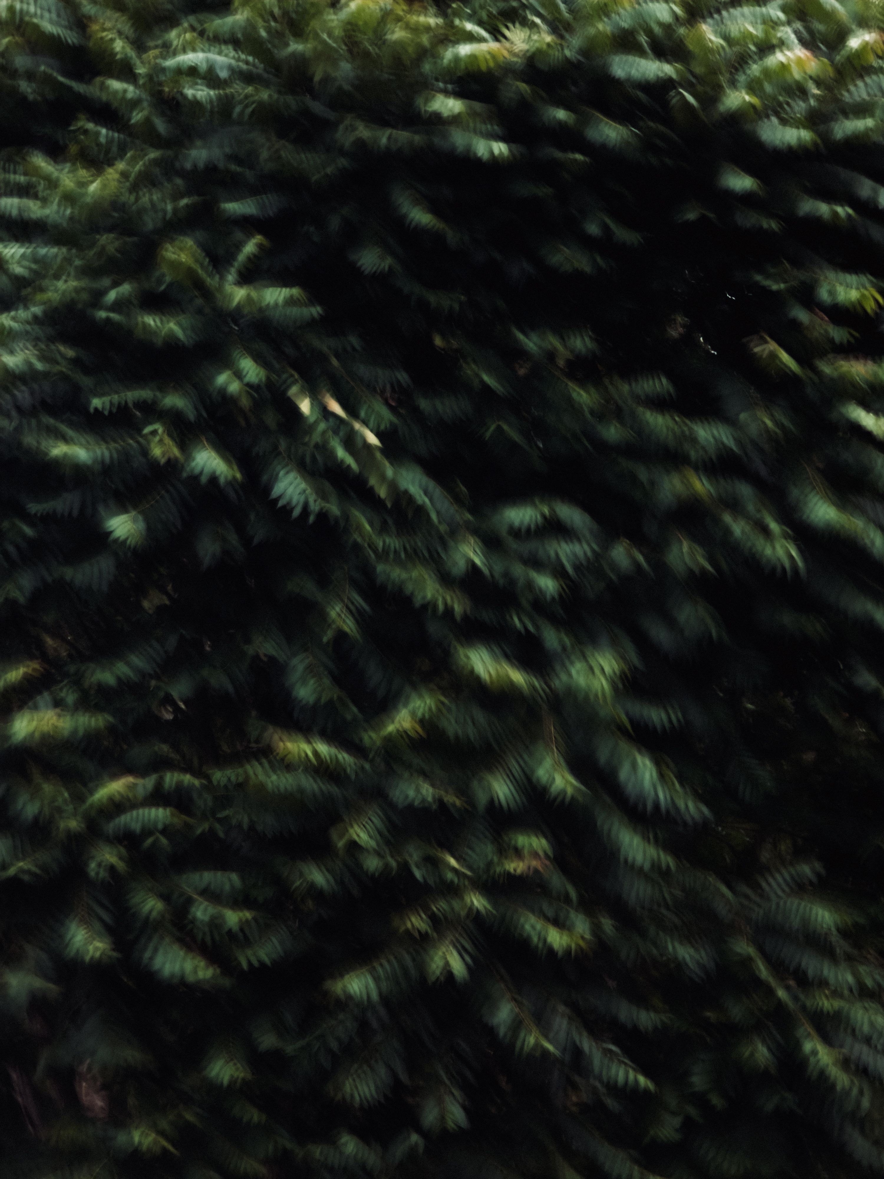 Close-up of Dark Evergreen Foliage · Free Stock Photo
