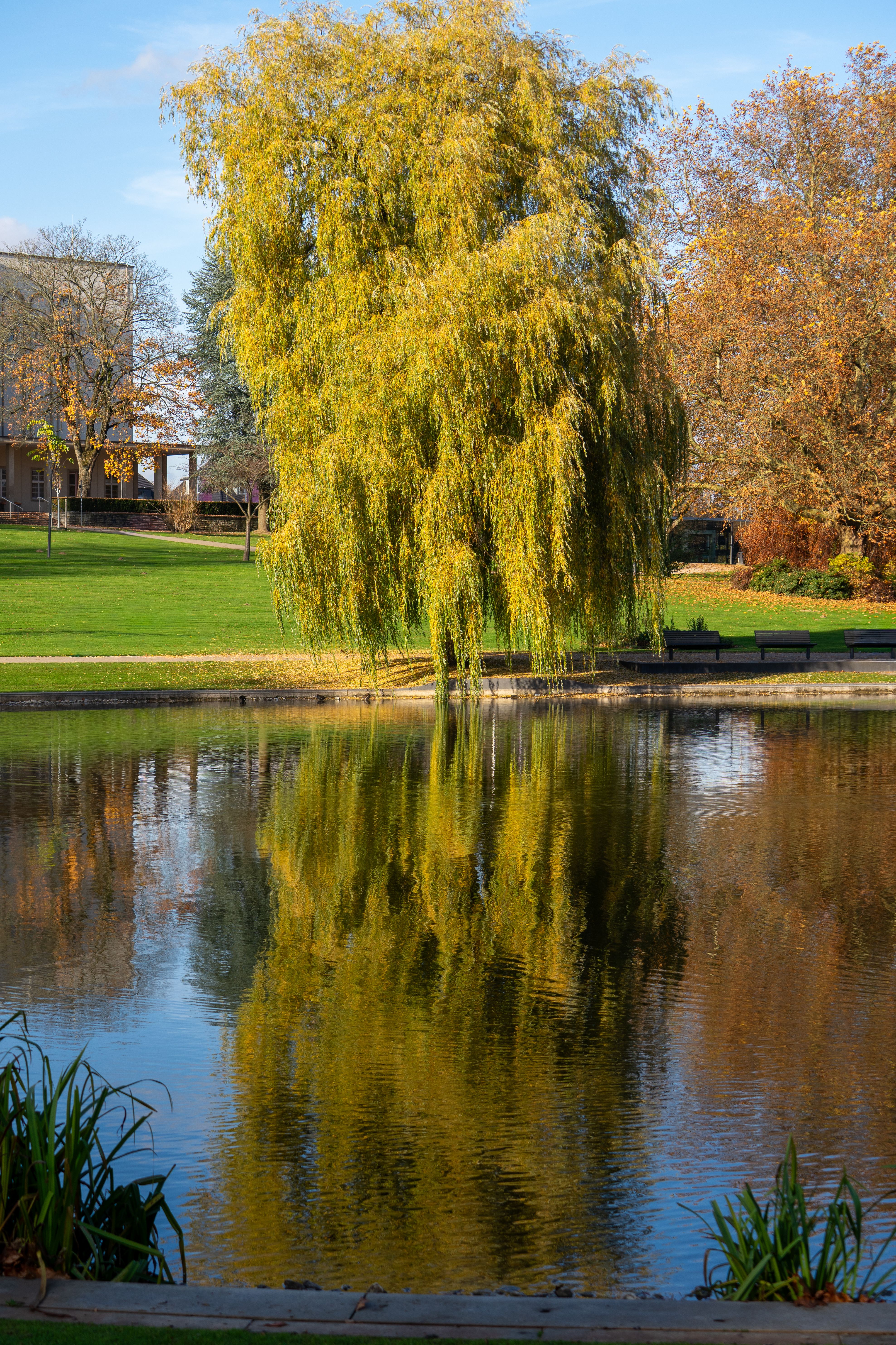 Salix Tree Photos, Download The BEST Free Salix Tree Stock Photos & HD ...
