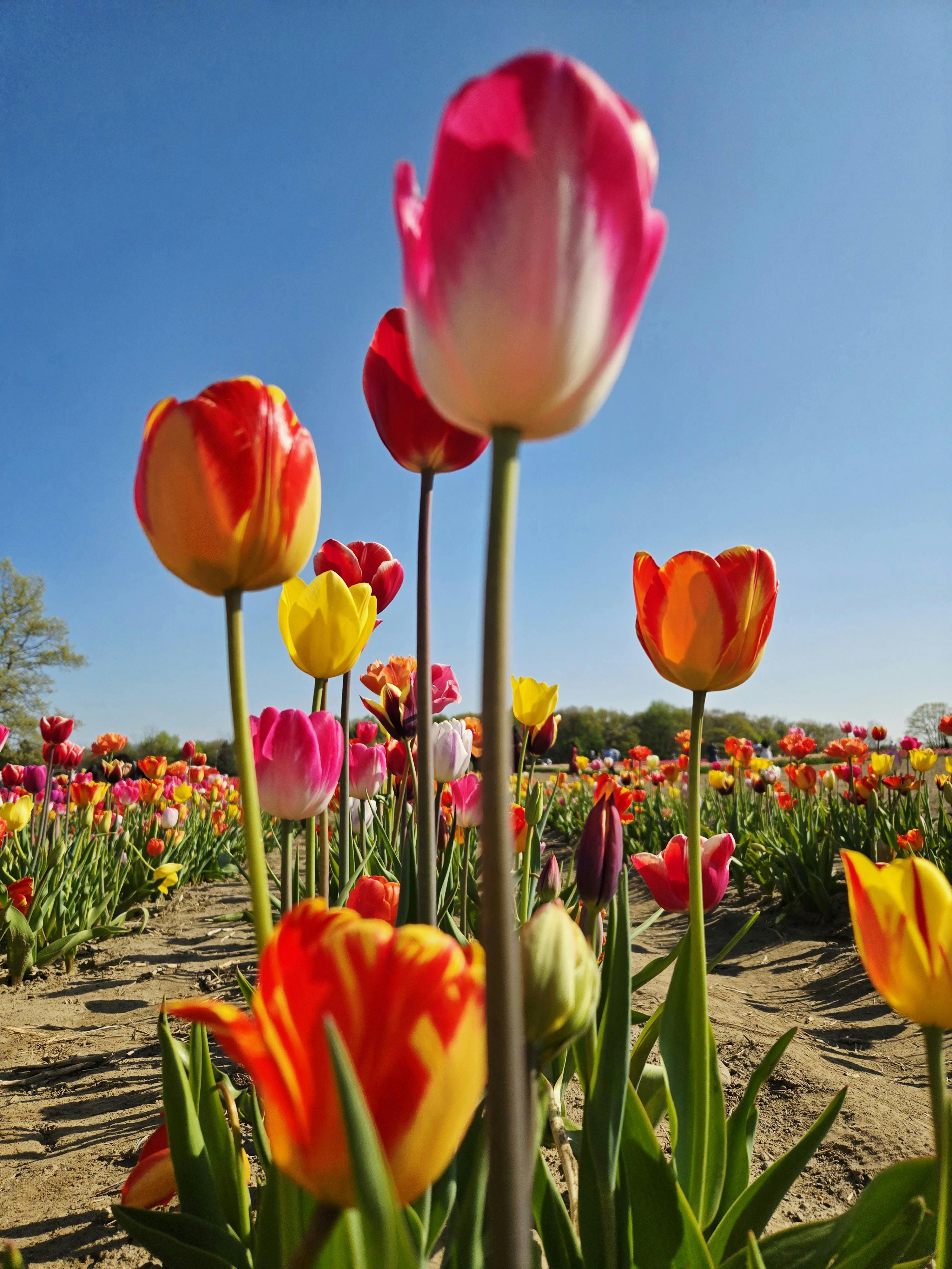 Tulips In Blossom Photos, Download The BEST Free Tulips In Blossom ...