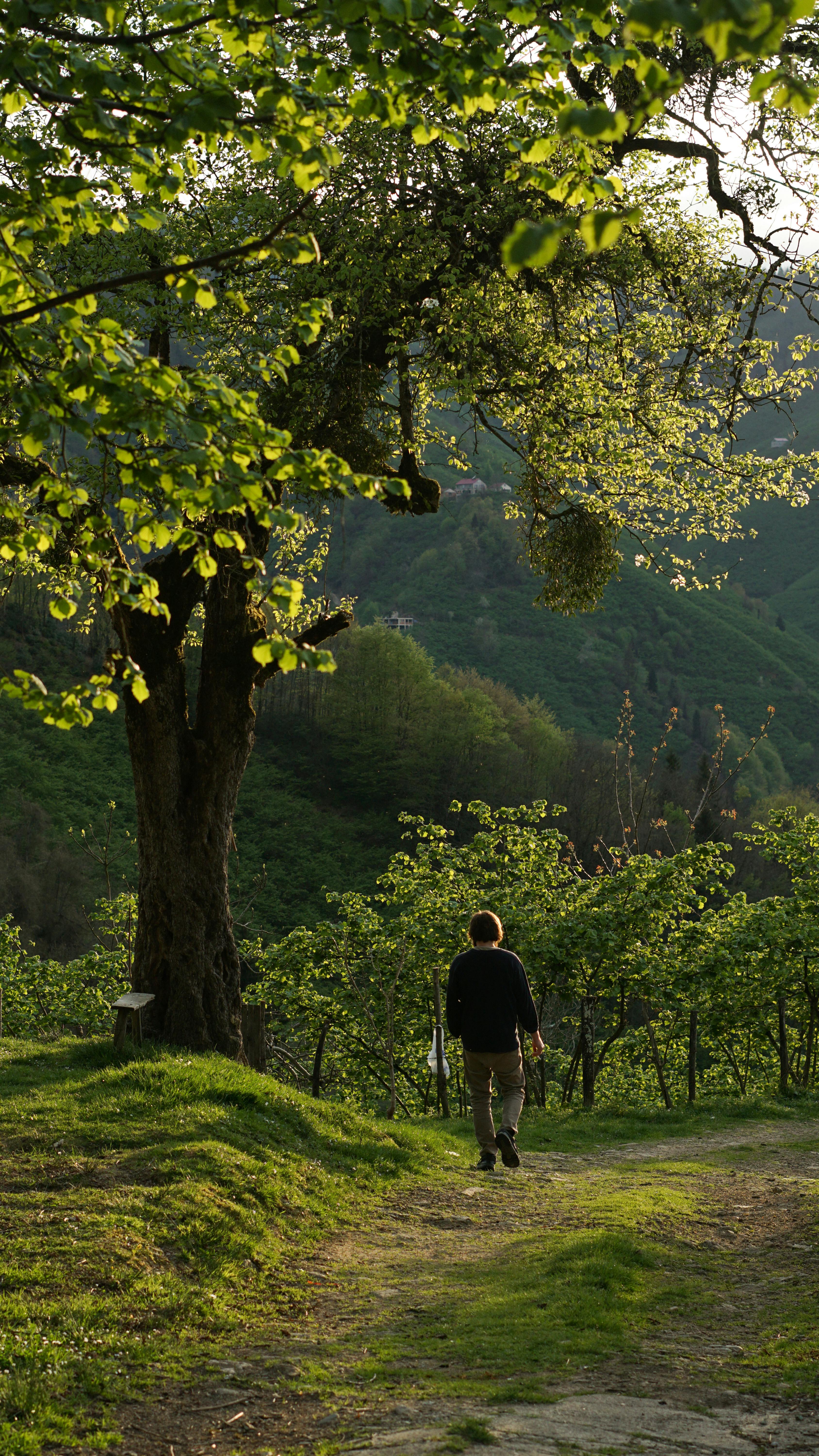 Serene Nature Walk in Lush Green Forest · Free Stock Photo