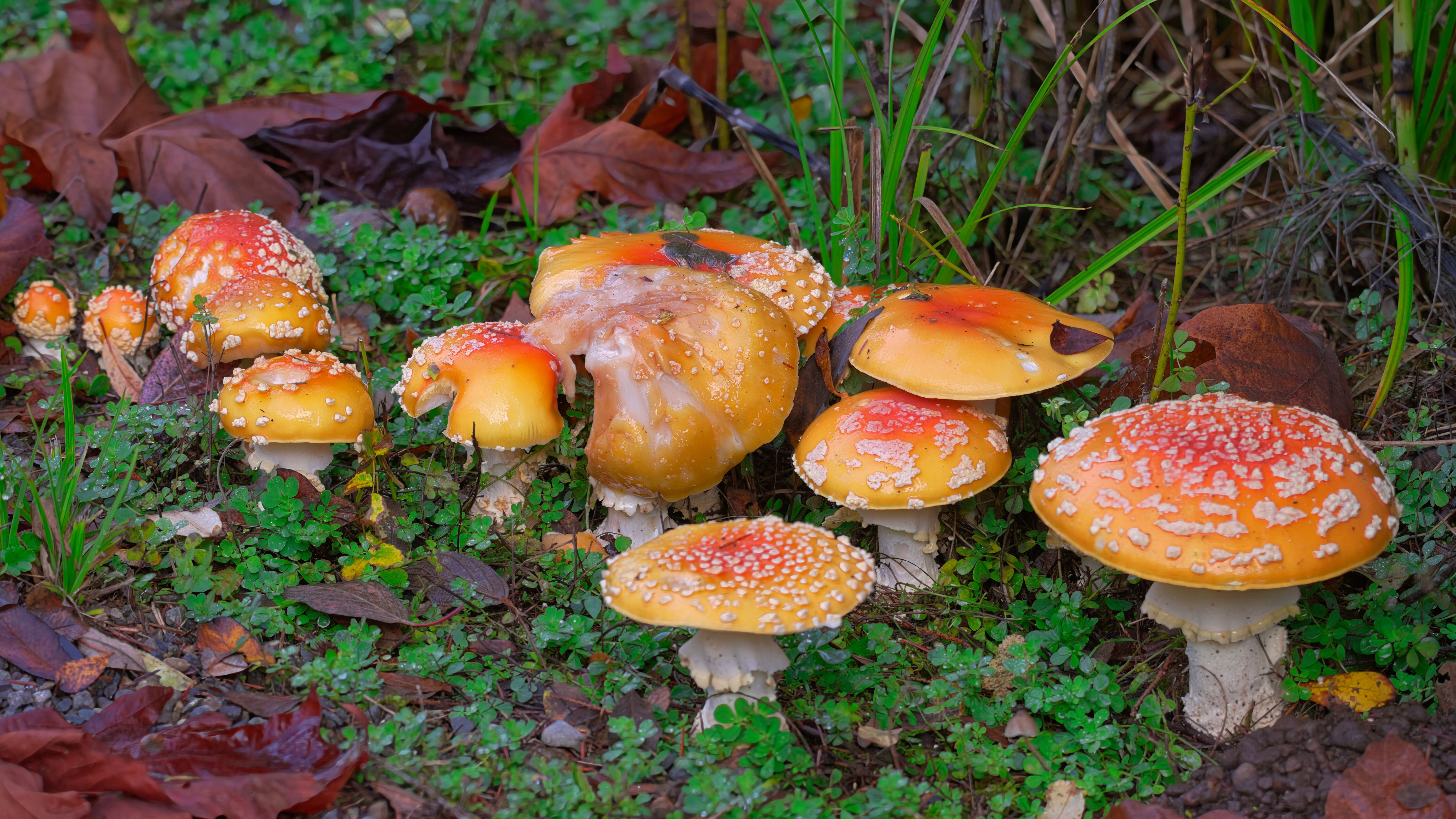 Vibrant Fly Agaric Mushrooms in Lacey Forest · Free Stock Photo