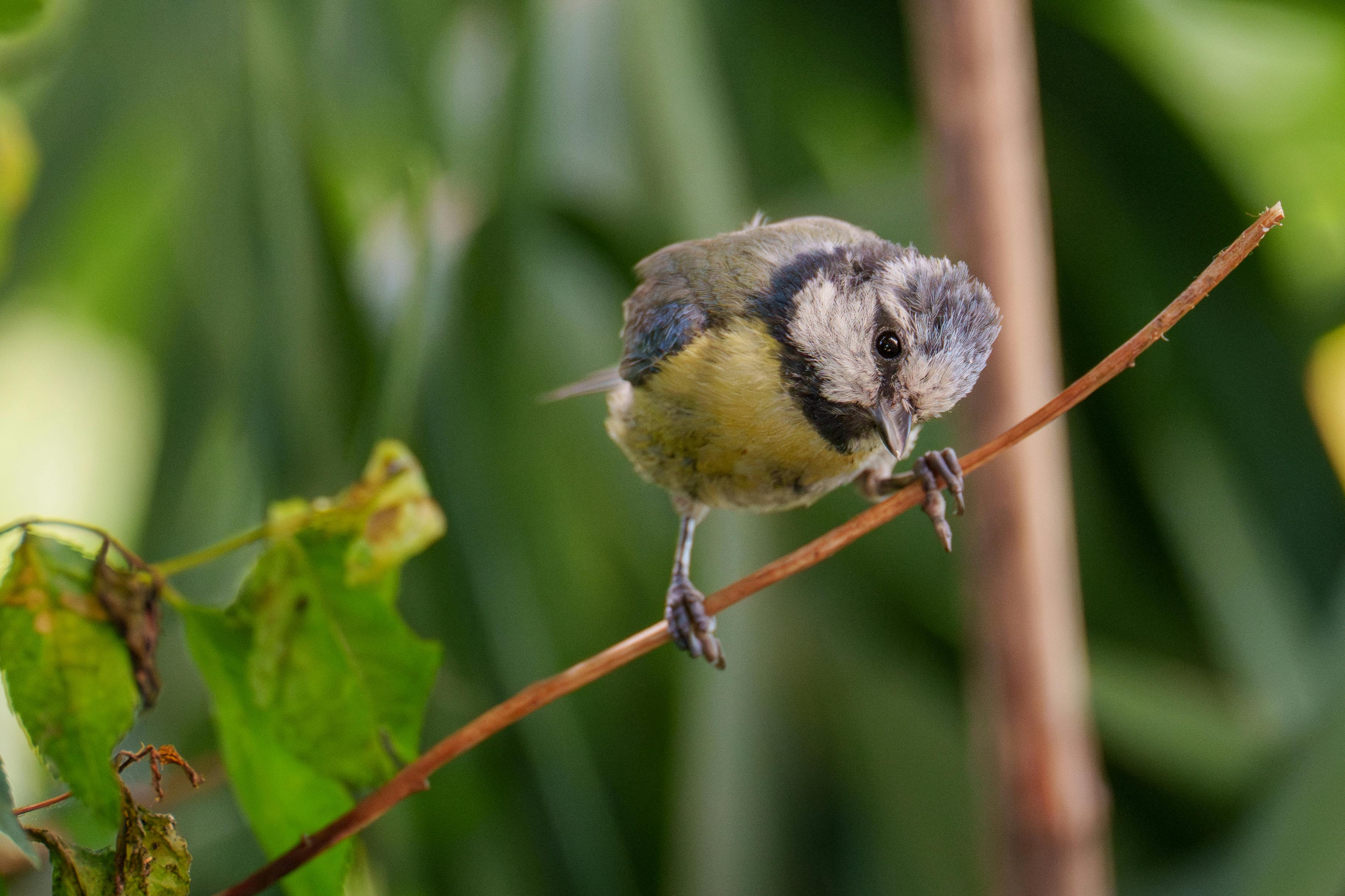 500.000+ Electric-blue-artofit Bilder und Fotos · Kostenlos Downloaden · Pexels Stock-Fotos