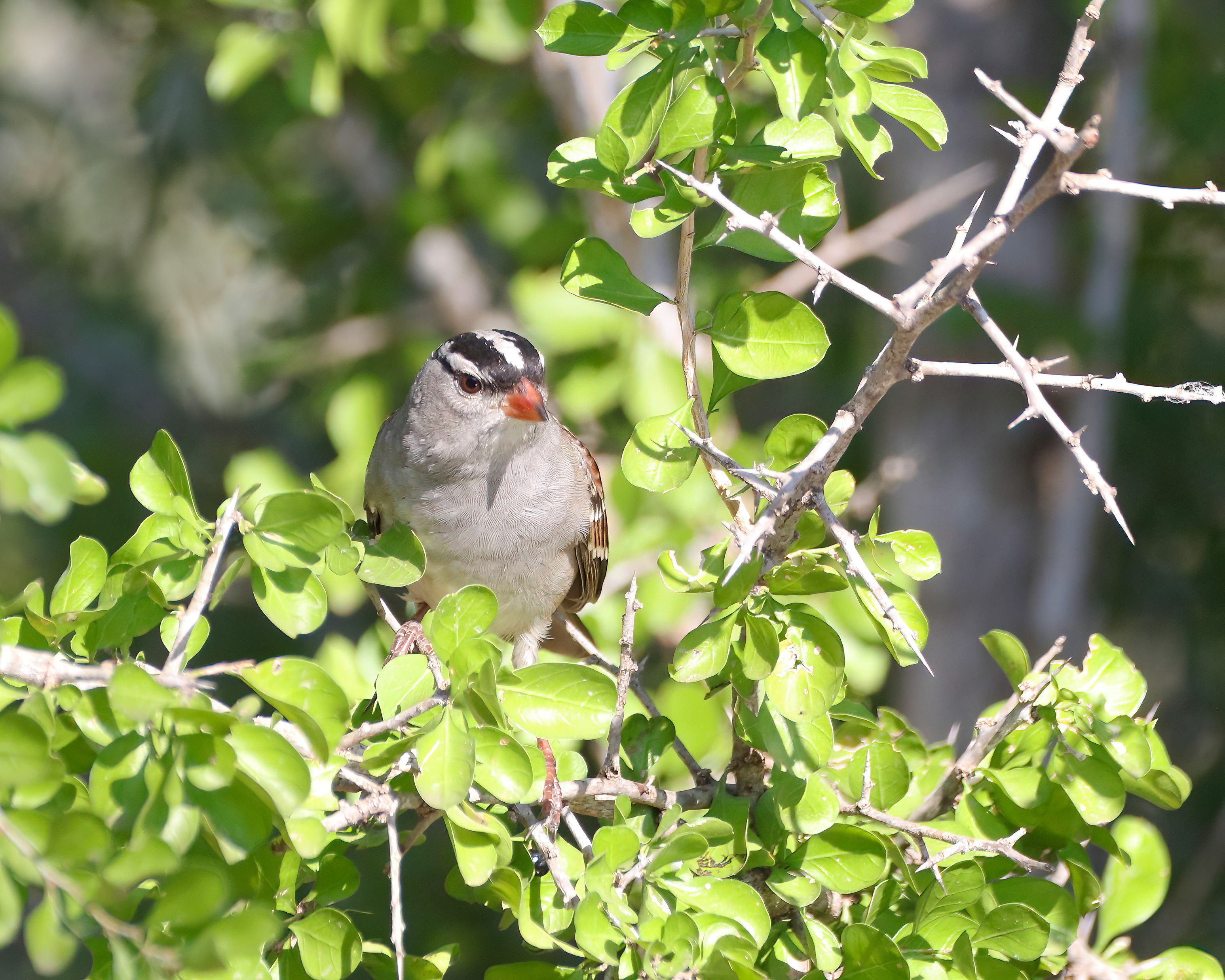 White-crowned Sparrow on Green Branches in Sunlight · Free Stock Photo
