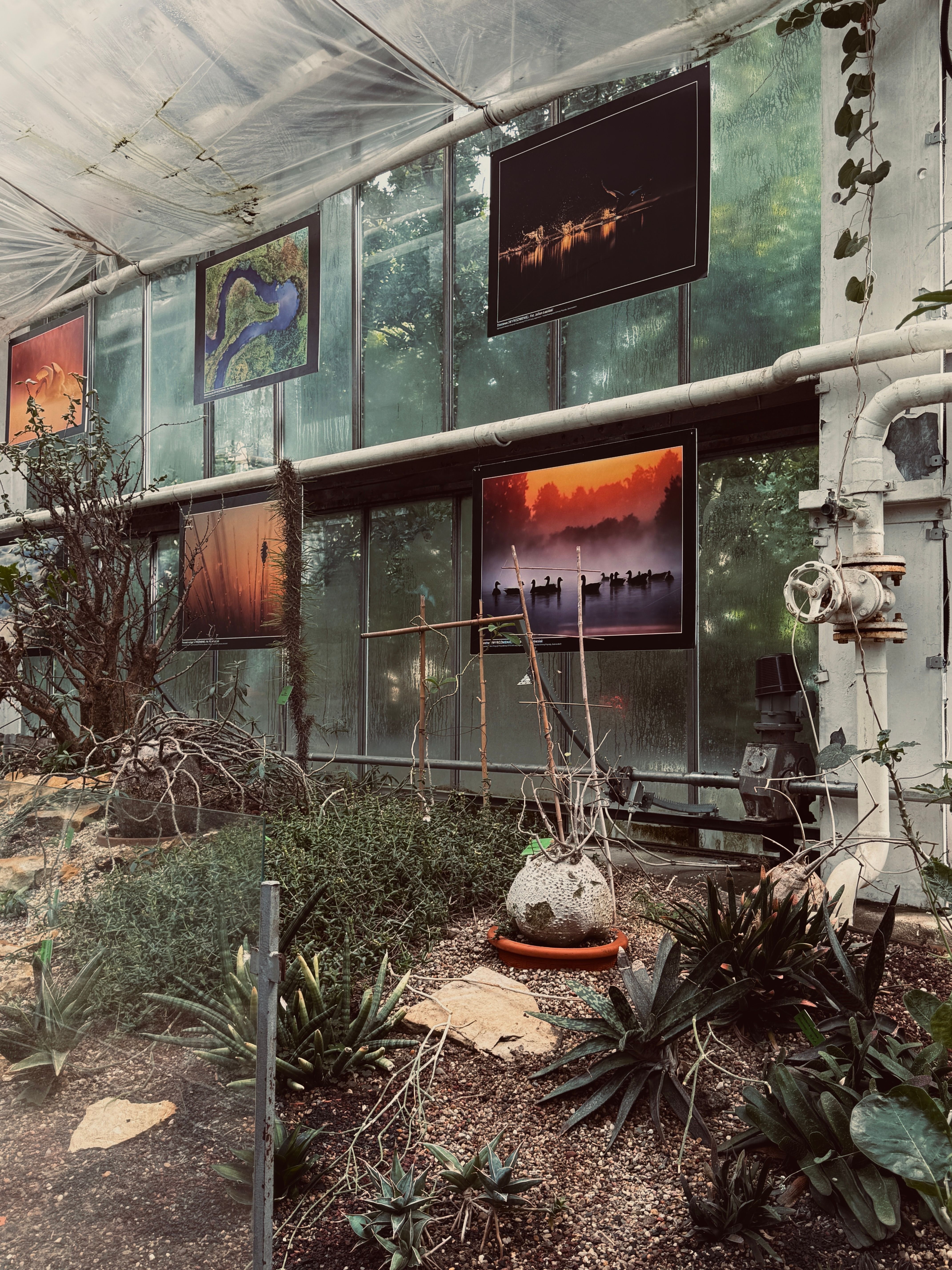 Indoor Botanical Greenhouse with Art Posters · Free Stock Photo