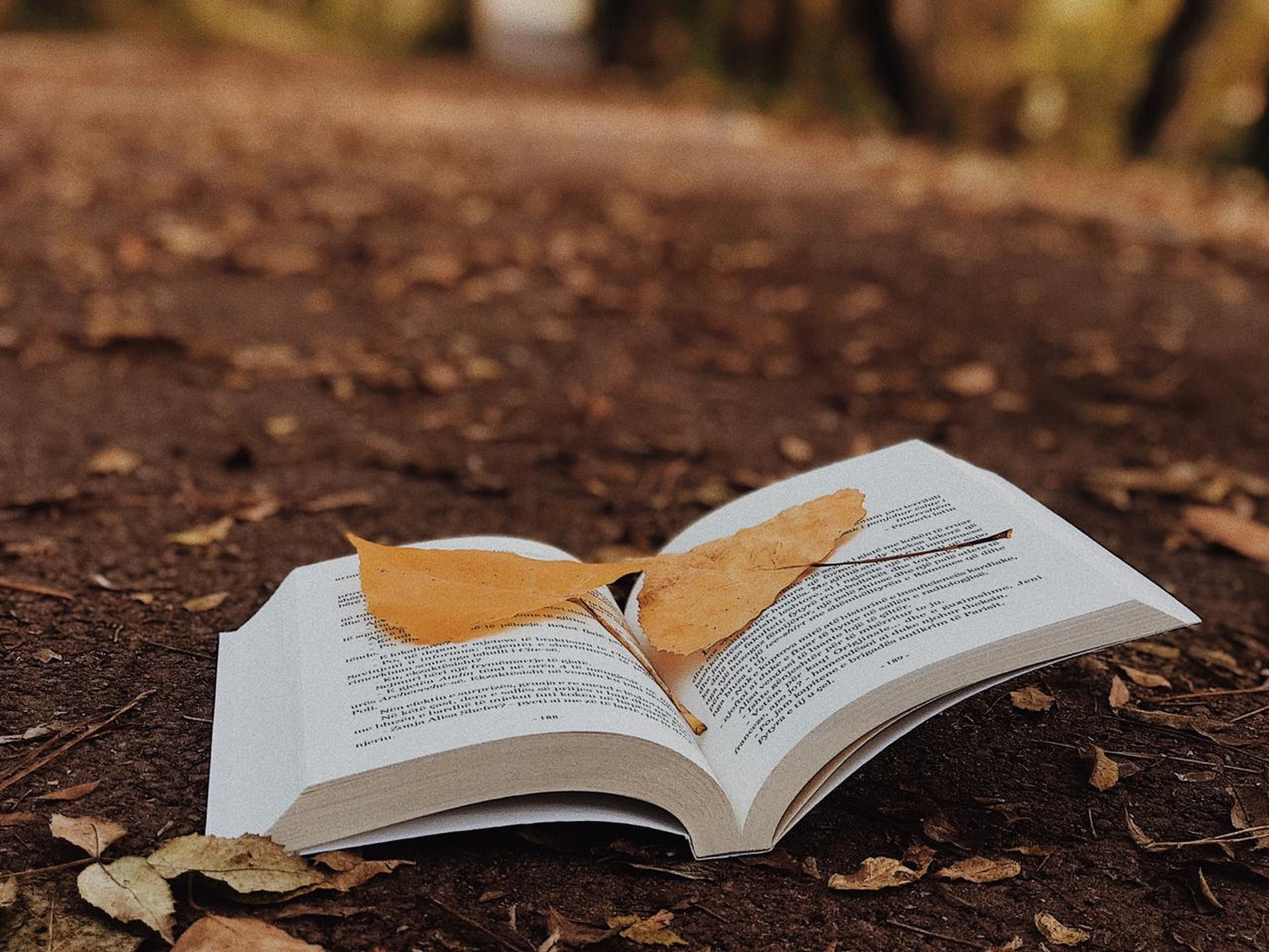 Open Book with Autumn Leaves on Forest Path · Free Stock Photo
