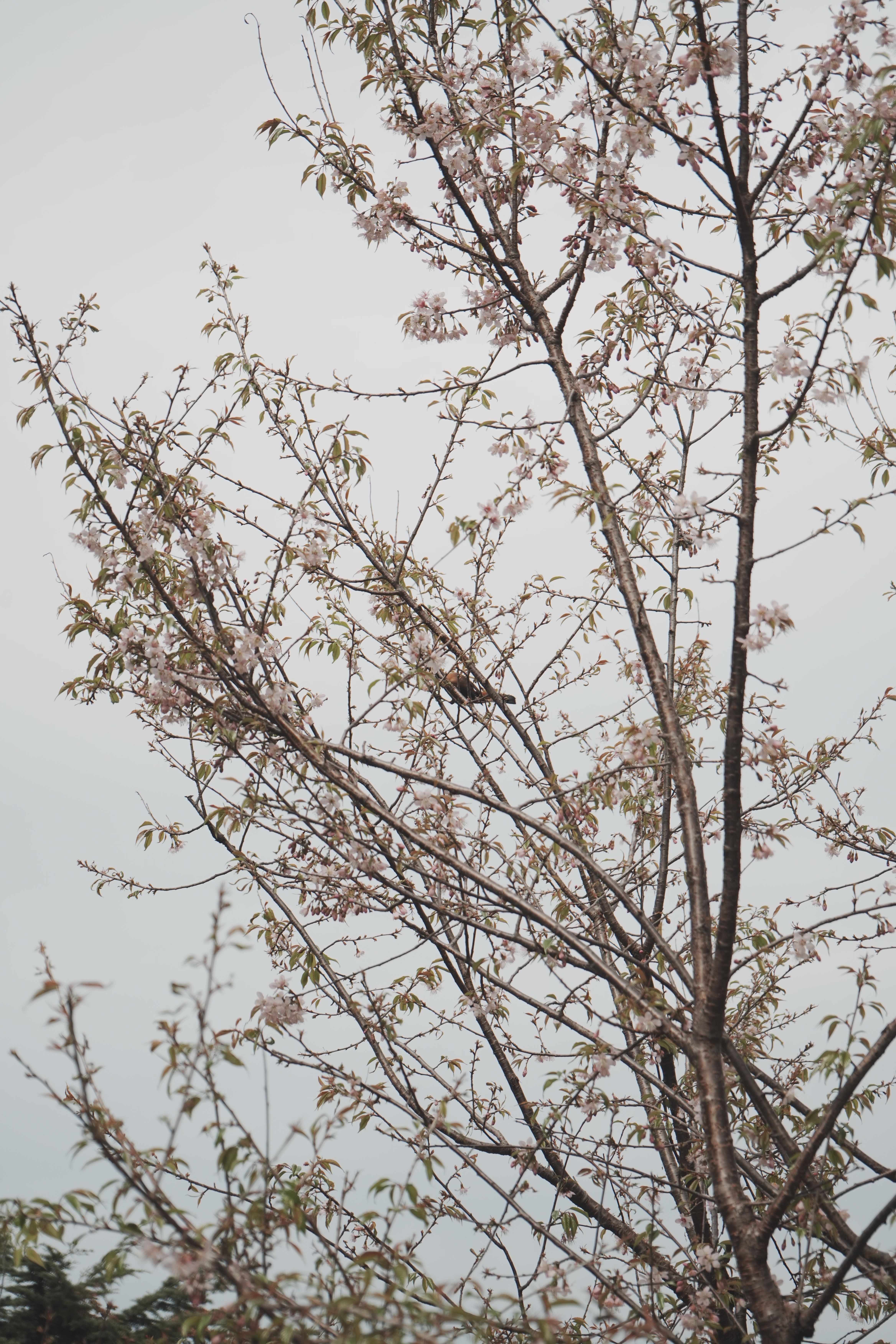 Serene Cherry Blossom Tree in Early Spring · Free Stock Photo