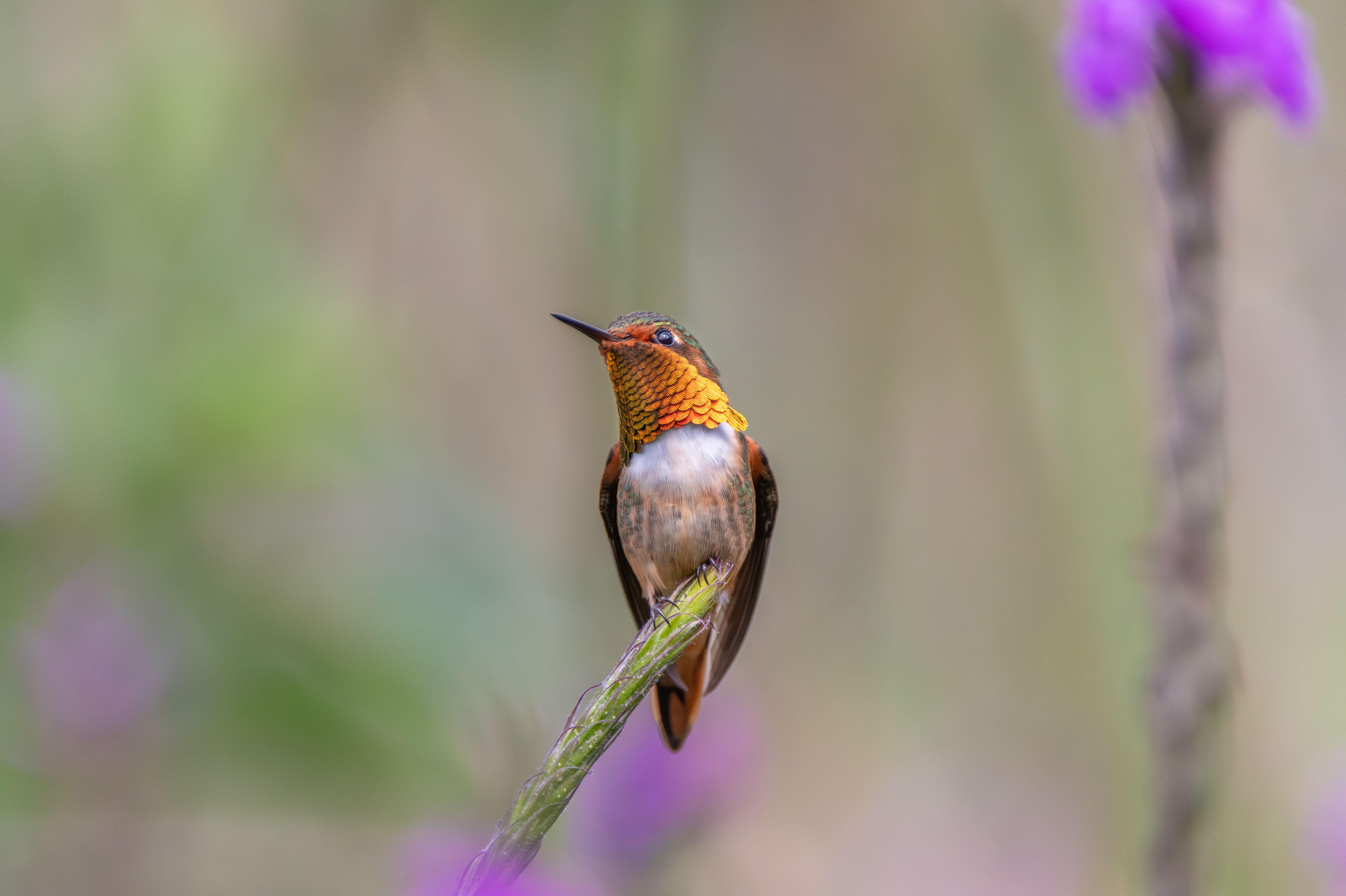 Vibrant Hummingbird Perched on Flower in Costa Rica · Free Stock Photo
