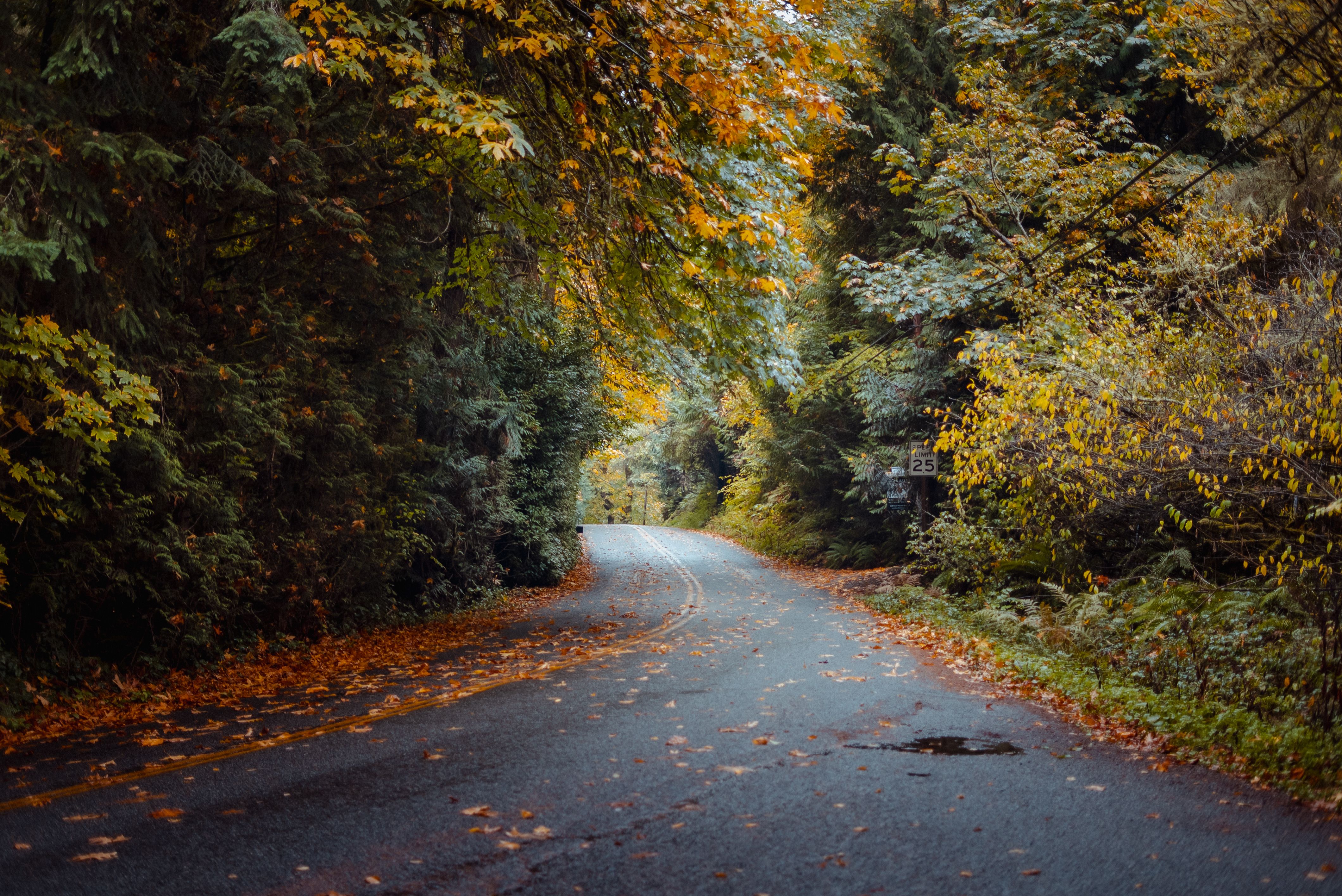 Scenic Autumn Road Through Seattle Forest · Free Stock Photo