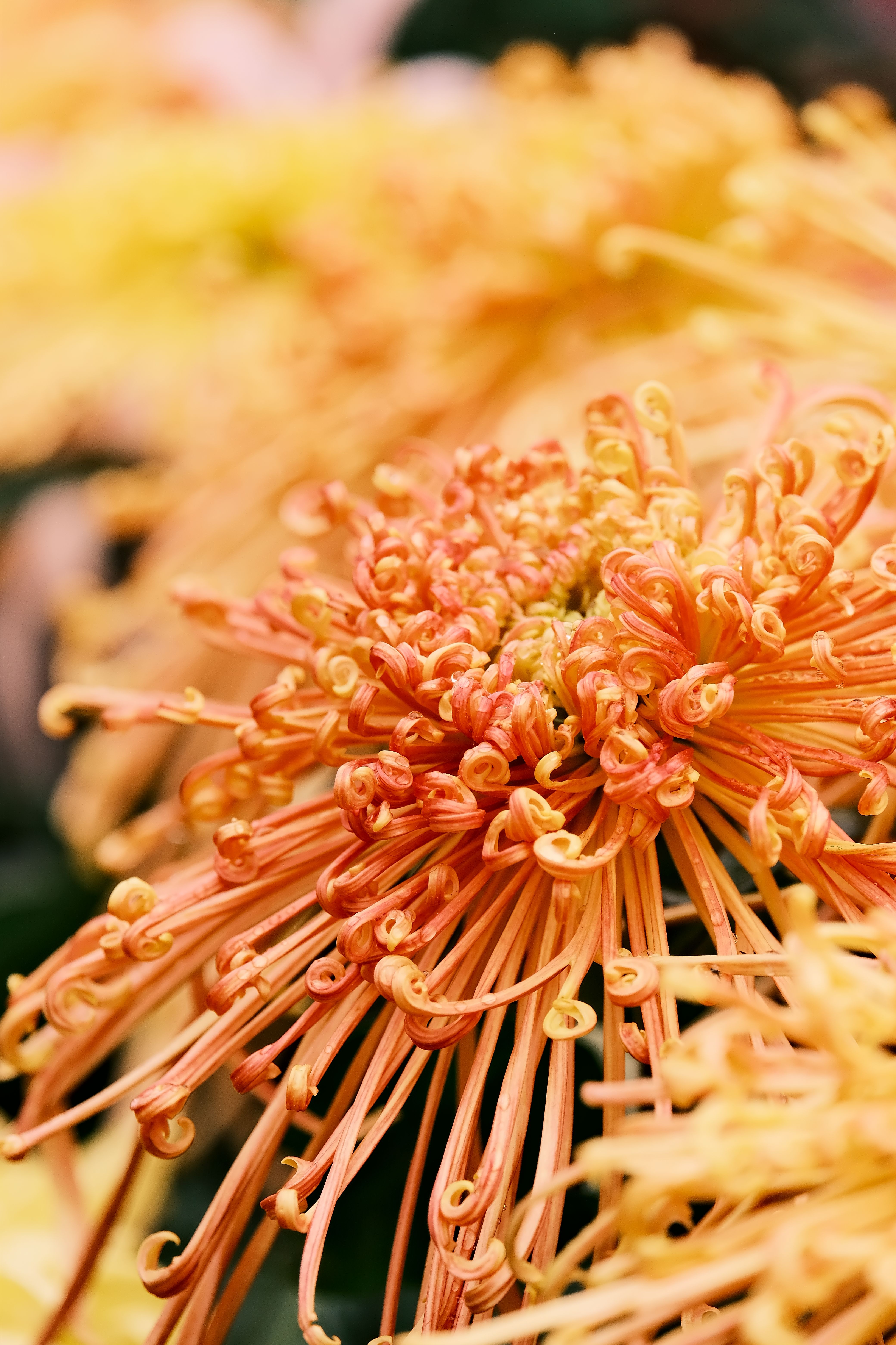 Foto profissional gratuita de alegre, arranjo floral, asteraceae ...