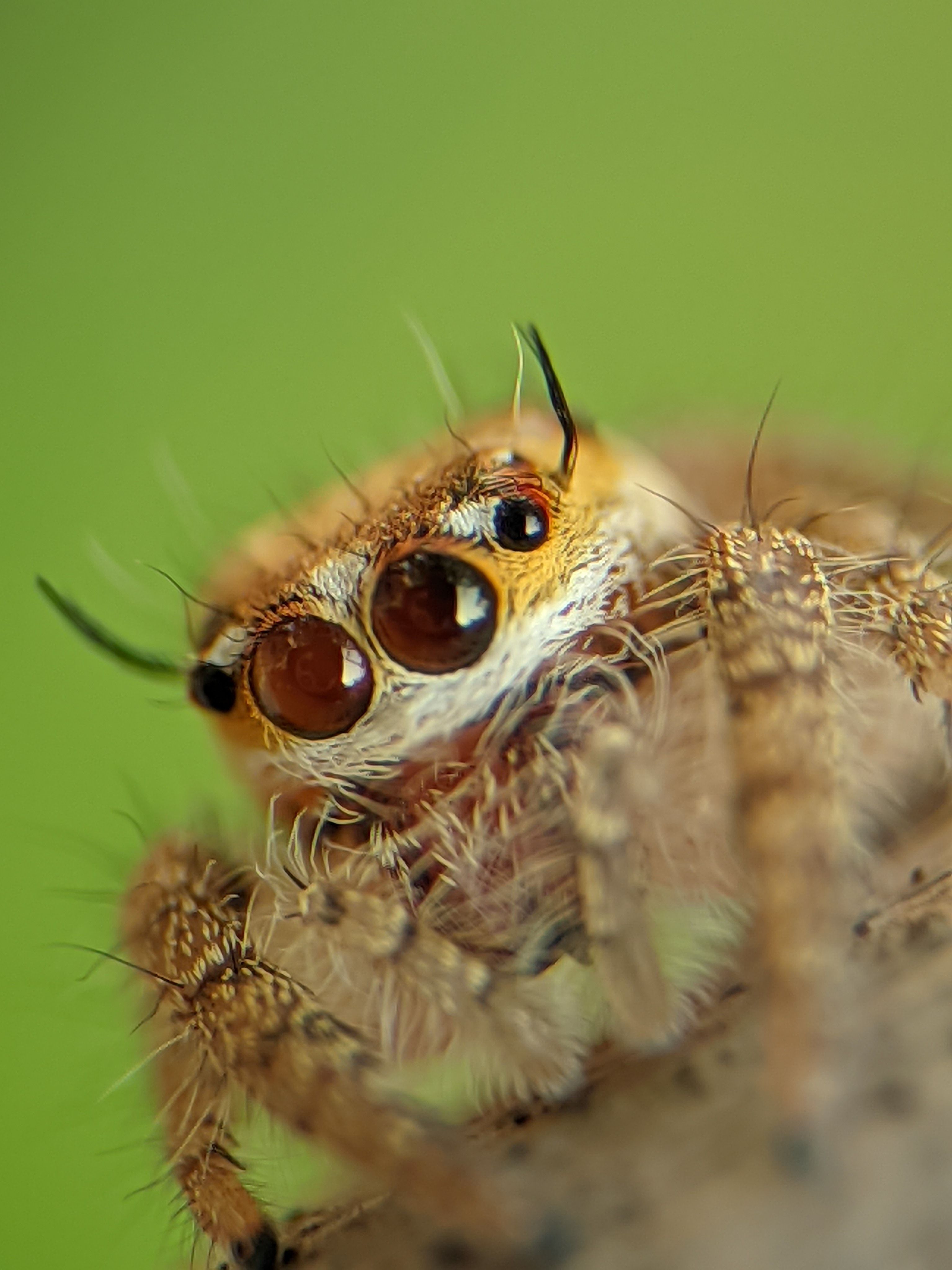 Spider Man Eyes Photos, Download The BEST Free Spider Man Eyes Stock ...