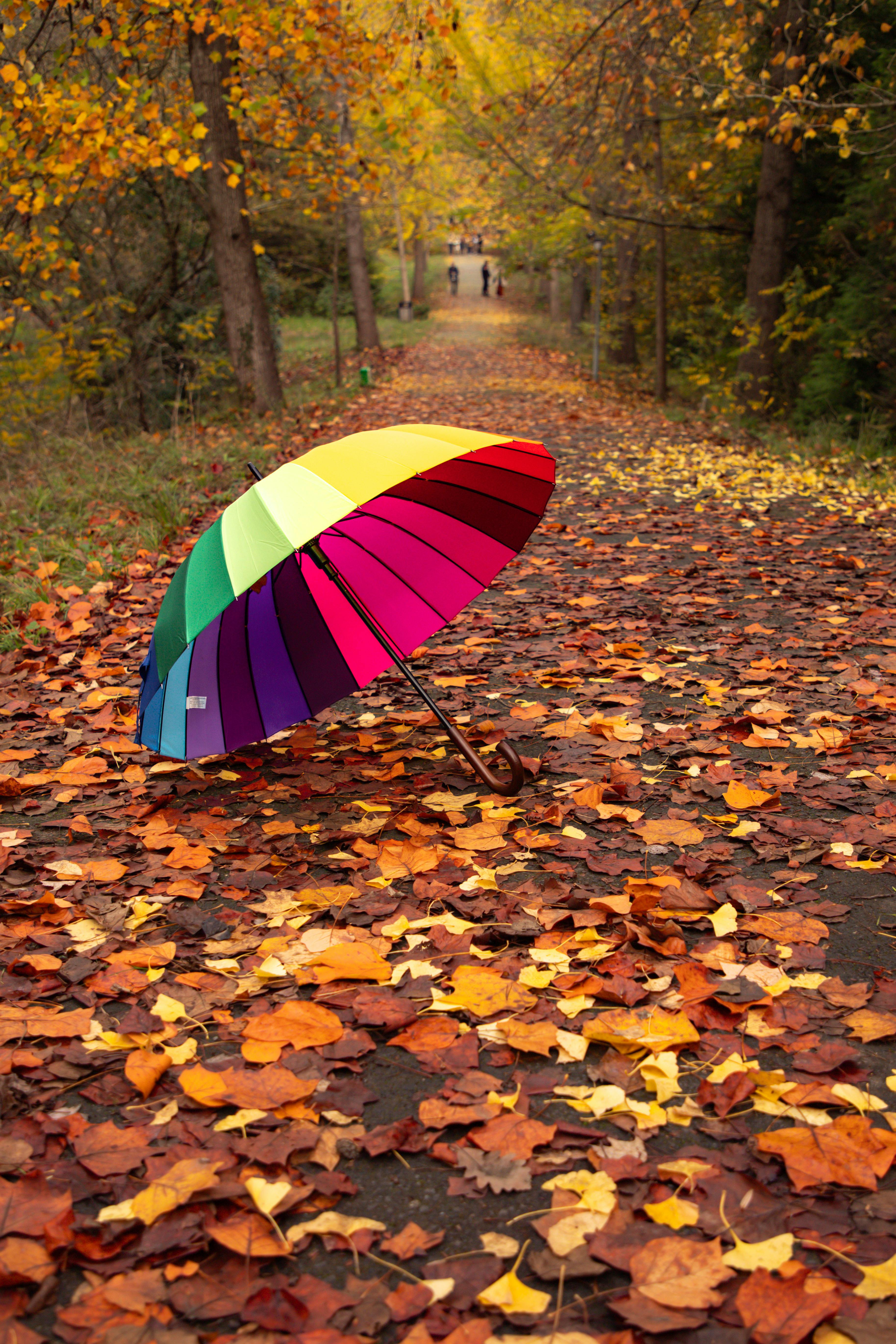Colorful Umbrella on Autumn Leaf-Covered Pathway · Free Stock Photo