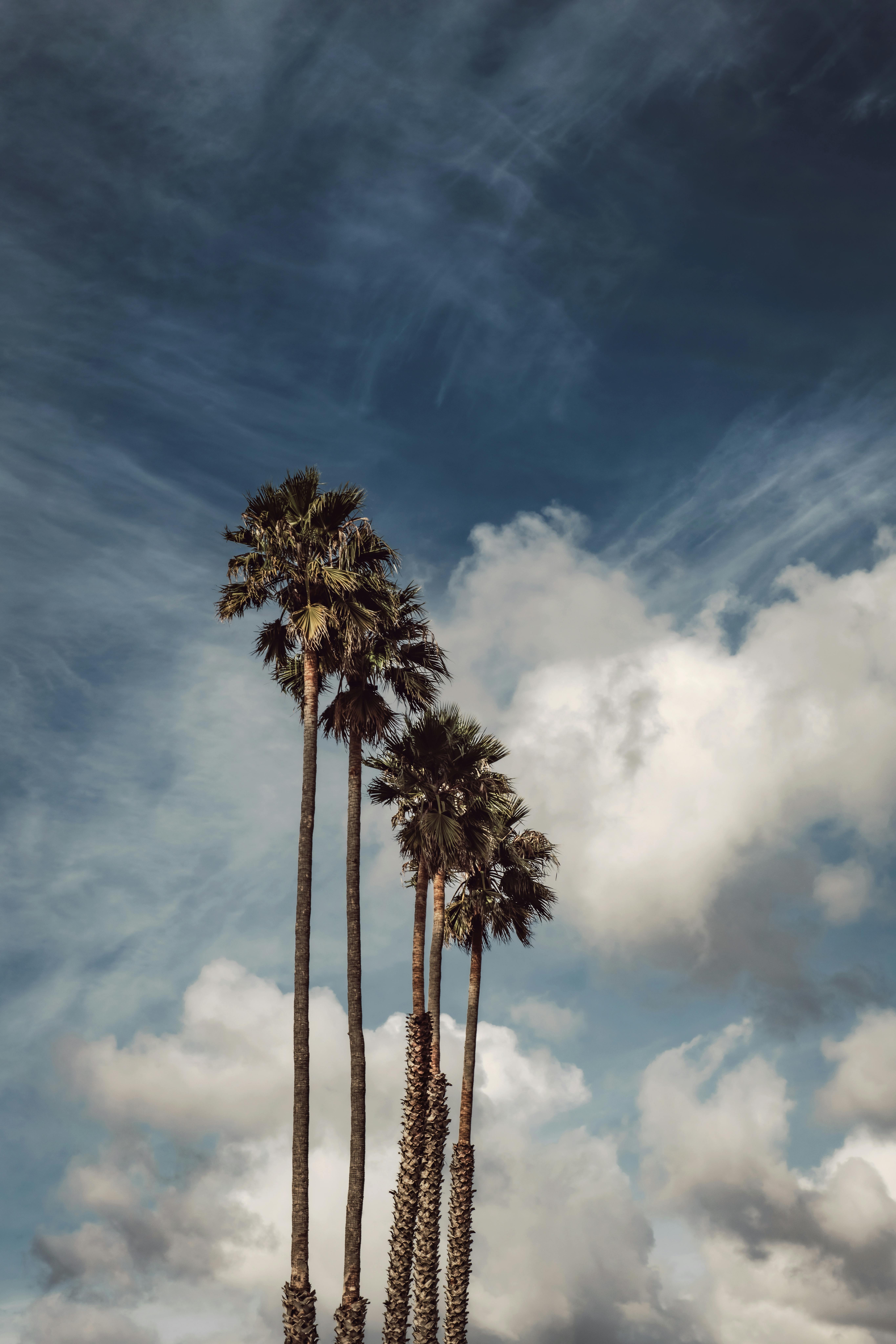 Photo of Palm Trees During Daytime · Free Stock Photo