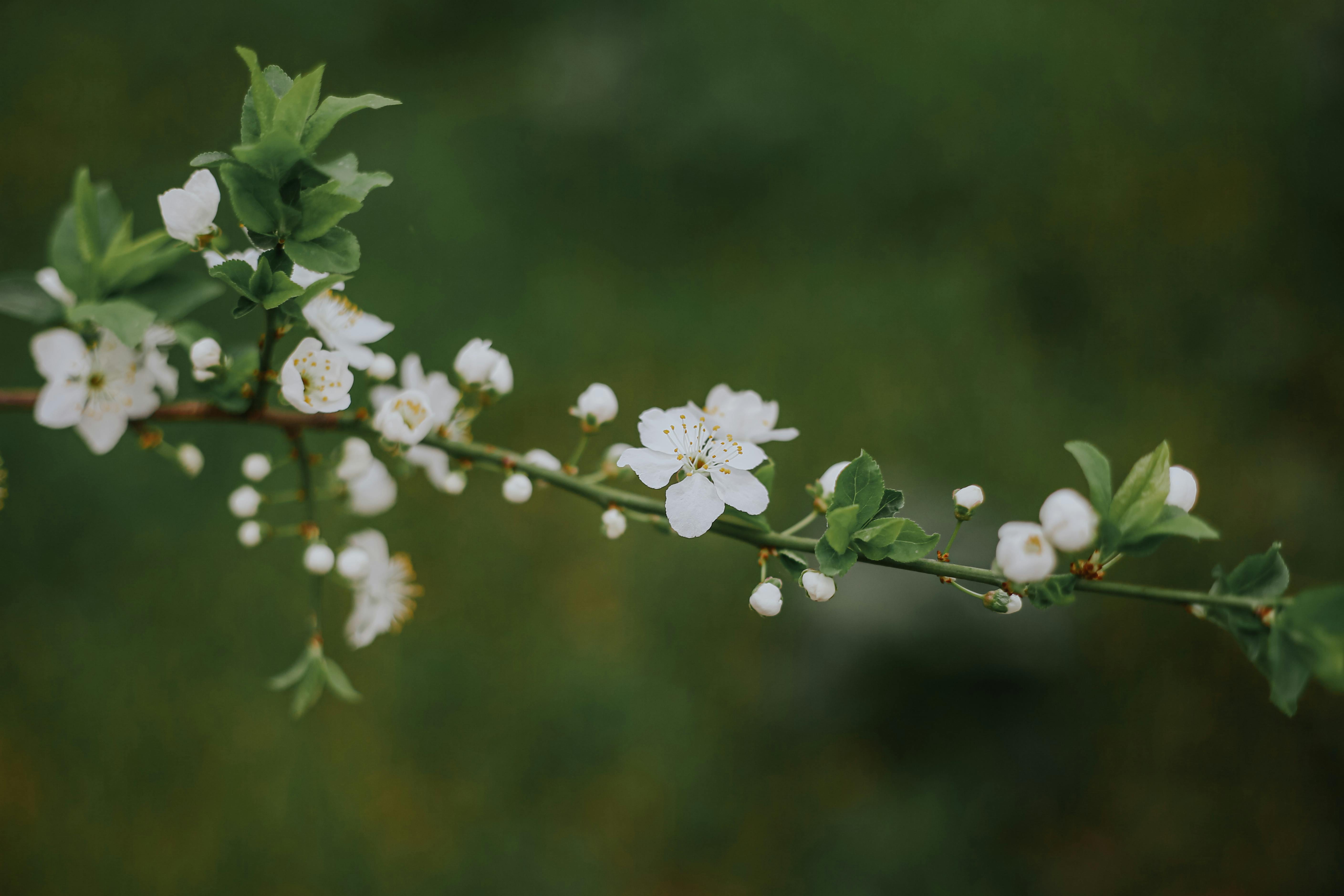 Close-up of Cherry Blossom on Green Background · Free Stock Photo