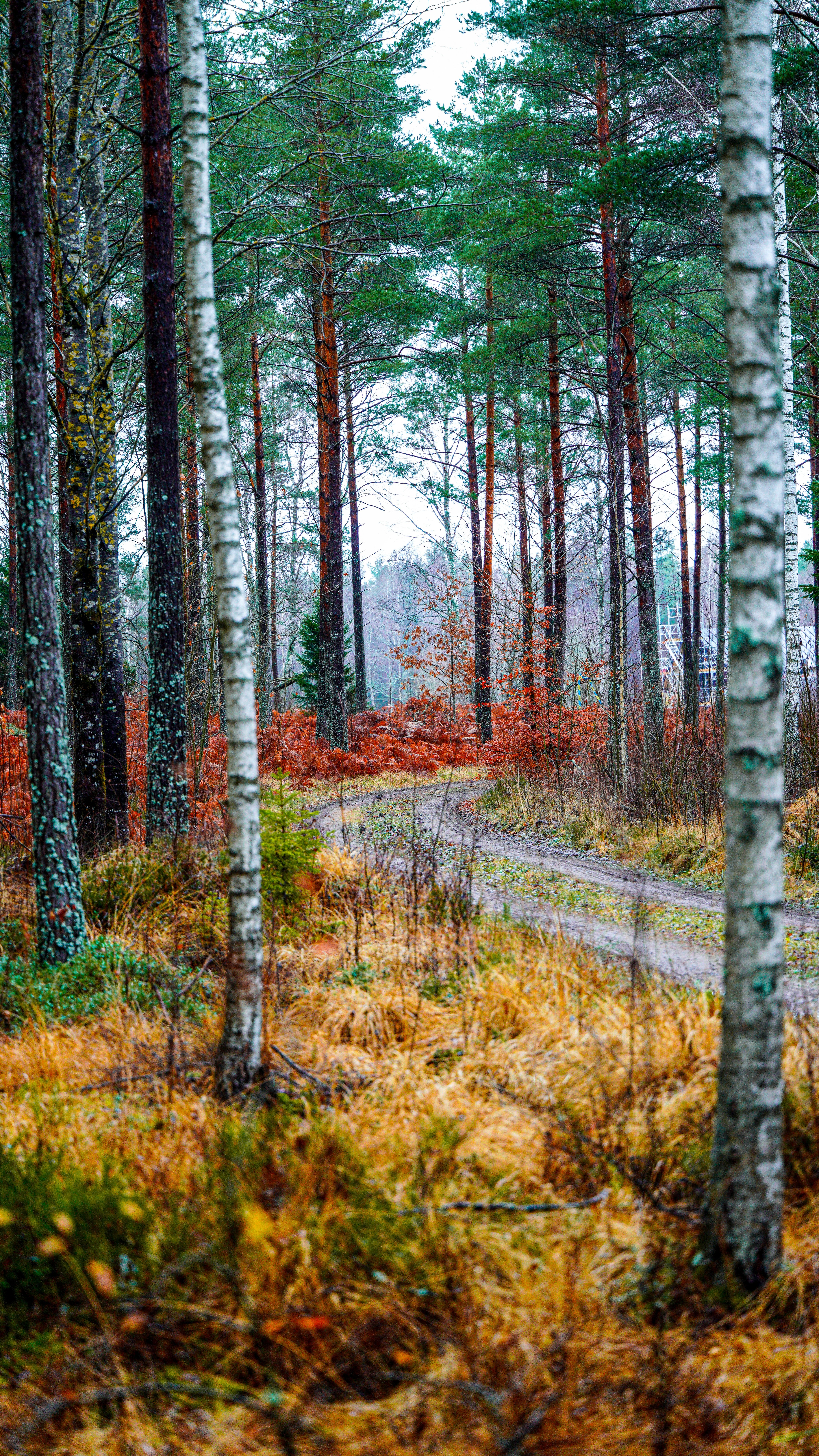 Scenic Autumn Forest Path in Sweden · Free Stock Photo