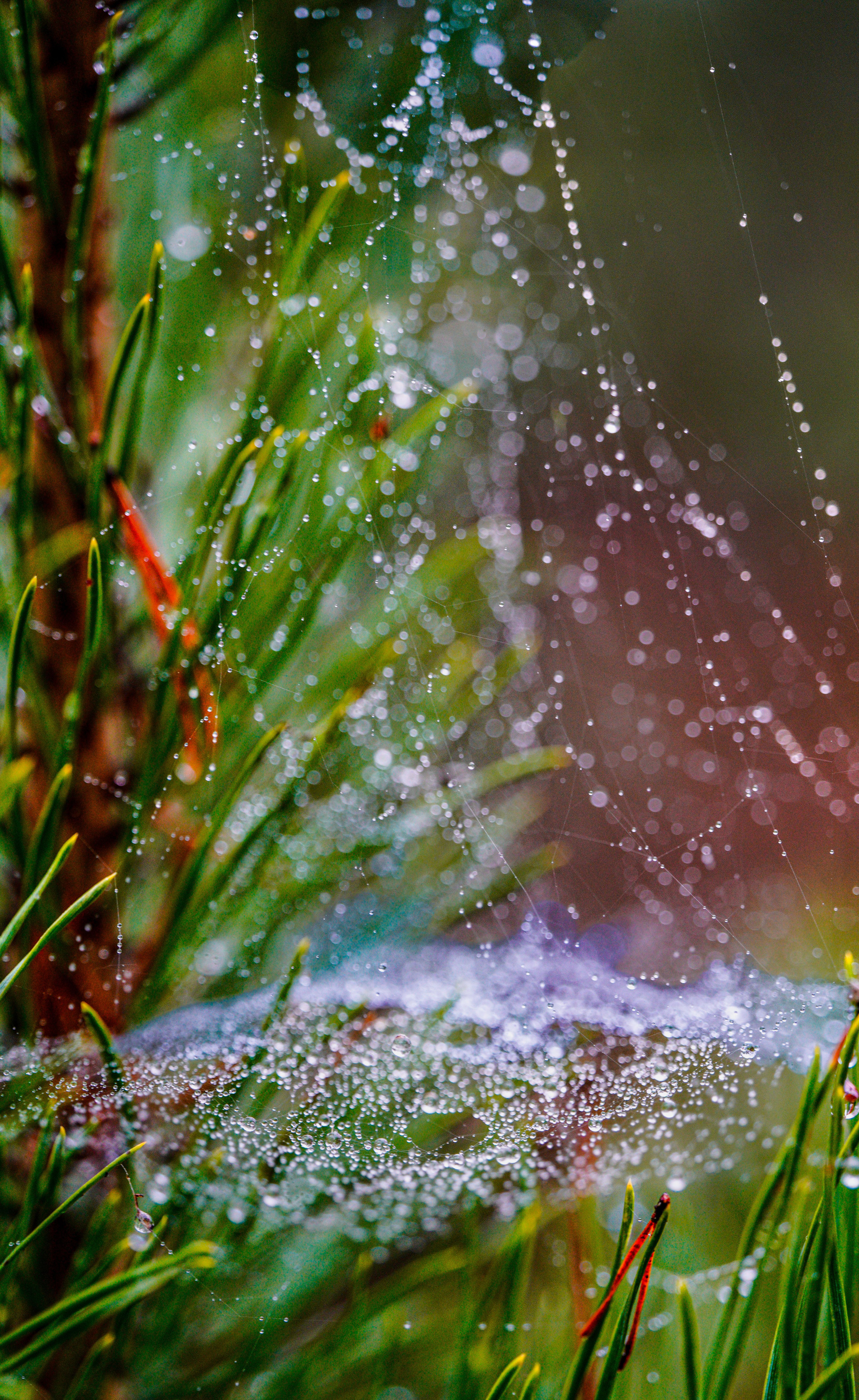 Vibrant Rainbow in Sunlit Garden Rain · Free Stock Photo