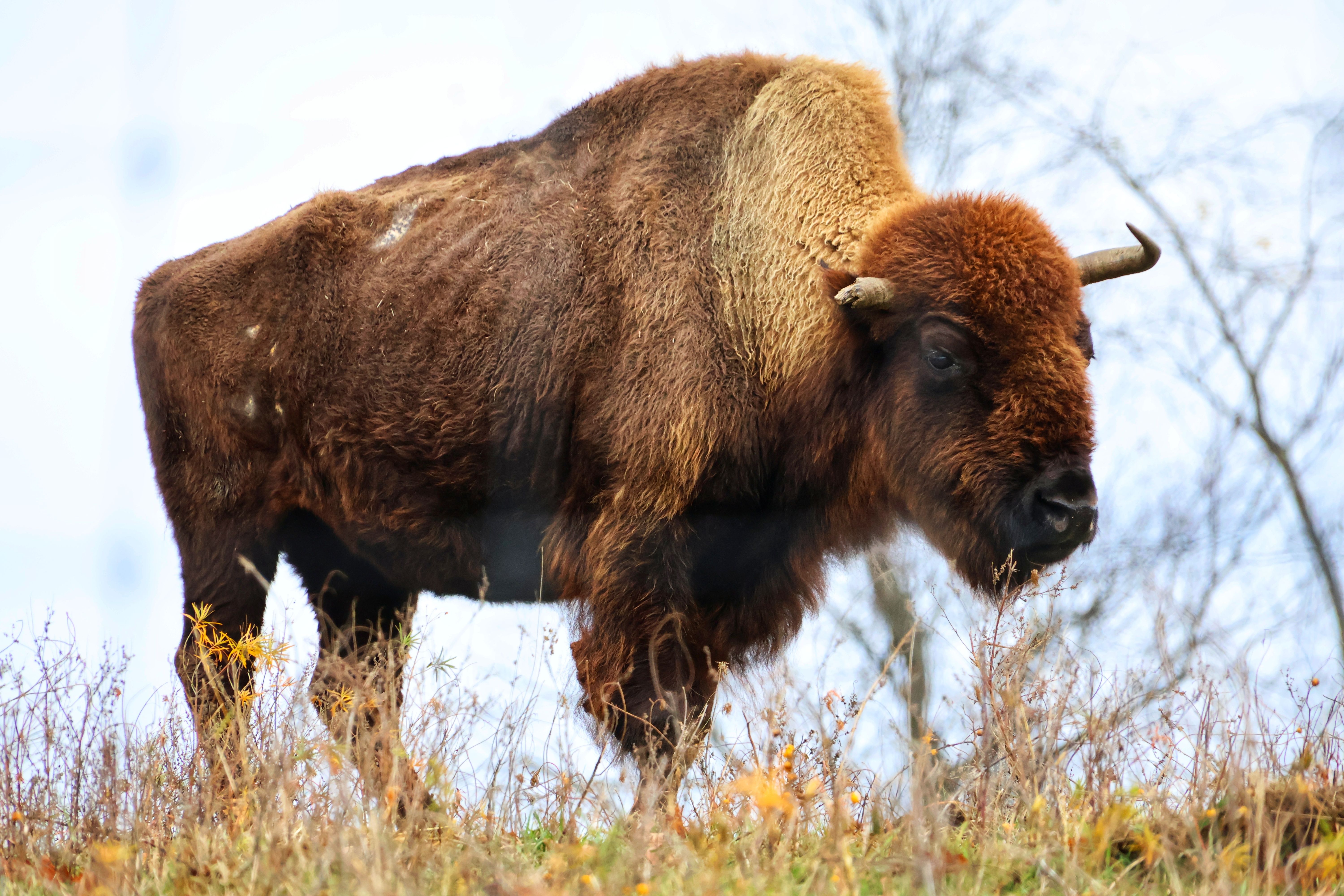 Majestic American Bison Grazing in the Wild · Free Stock Photo