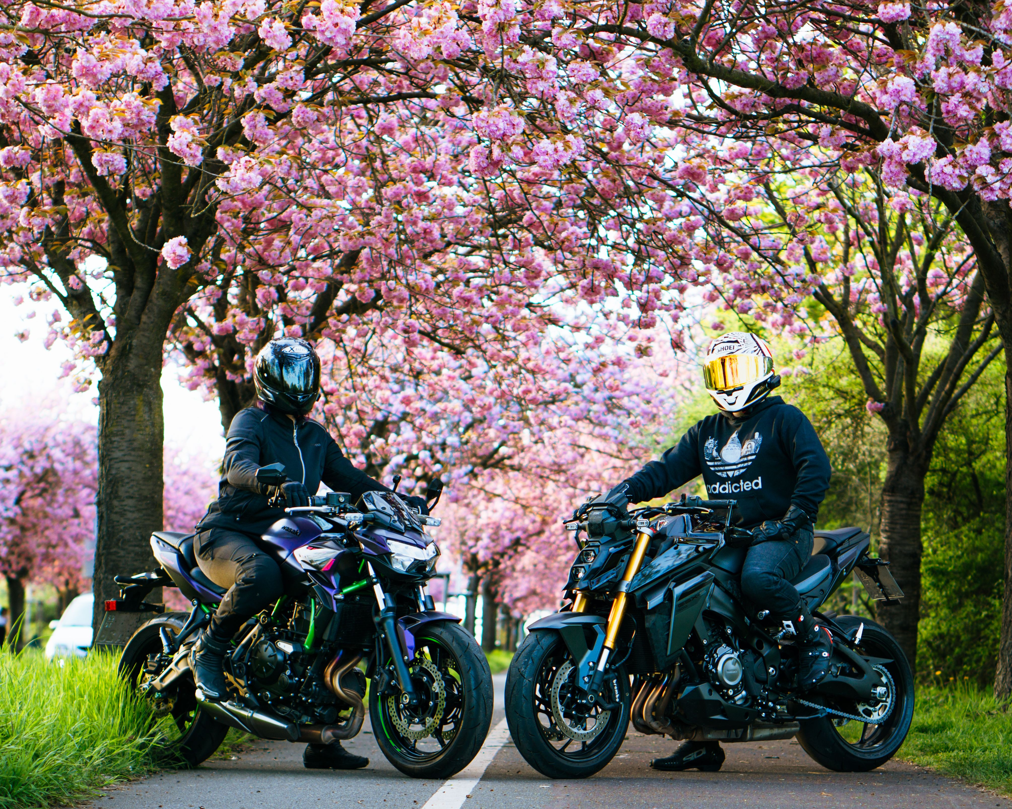 Motorcyclists under Cherry Blossom Trees in Spring · Free Stock Photo