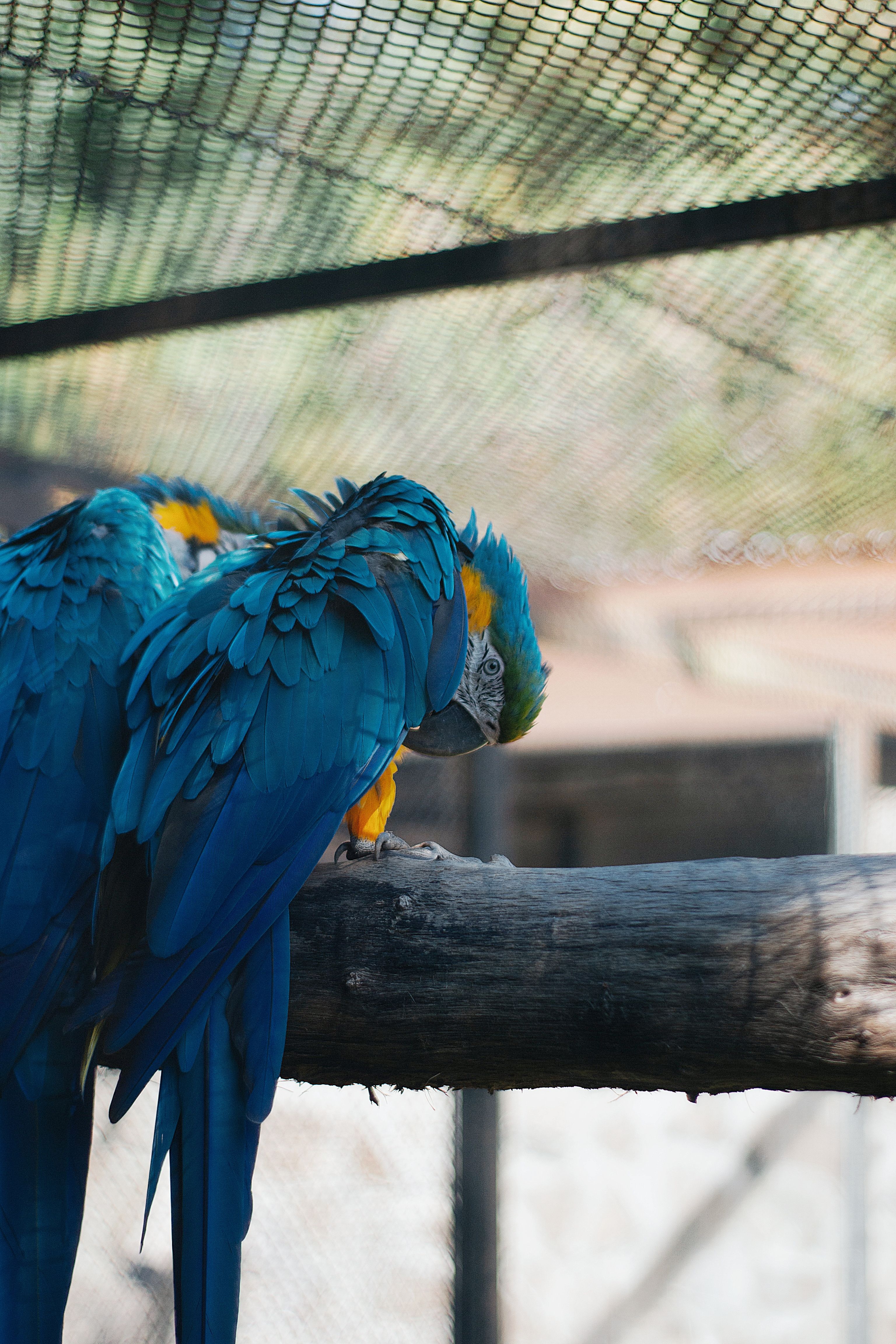 10.000+ melhores imagens de Zoo 4k Wallpaper · Download 100% grátis ...