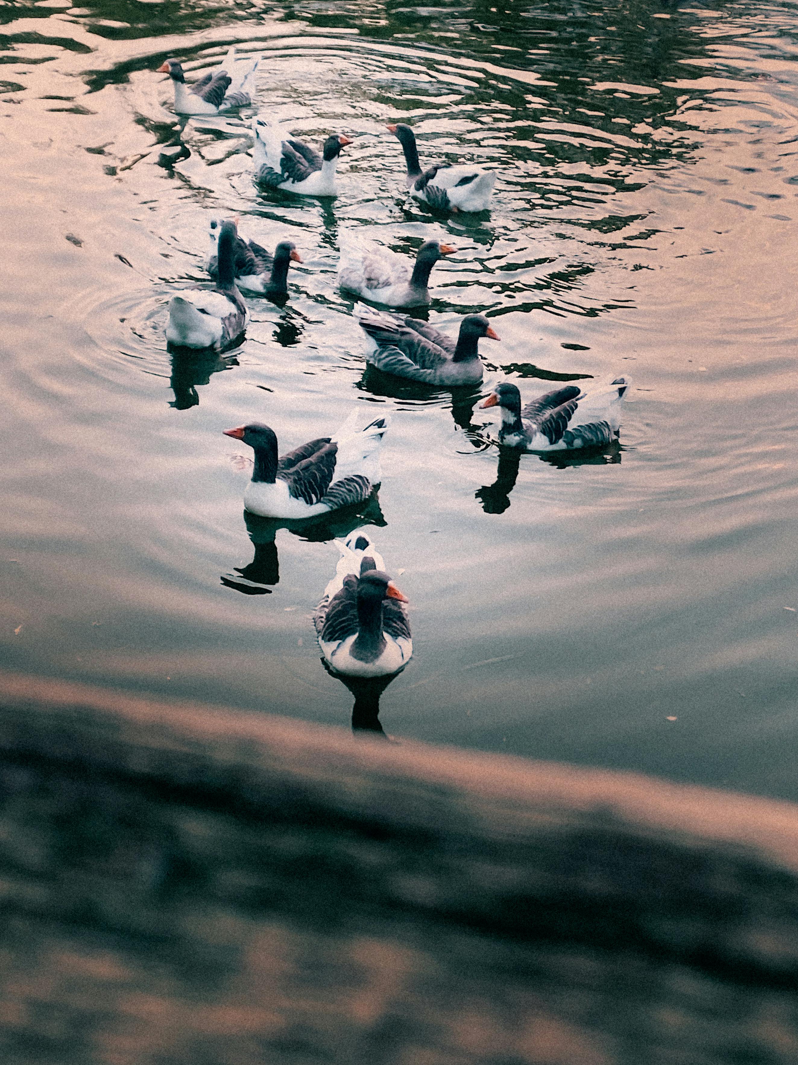 200,000+张最精彩的“Kagenashi+animation”图片 · 100%免费下载 · Pexels素材图片