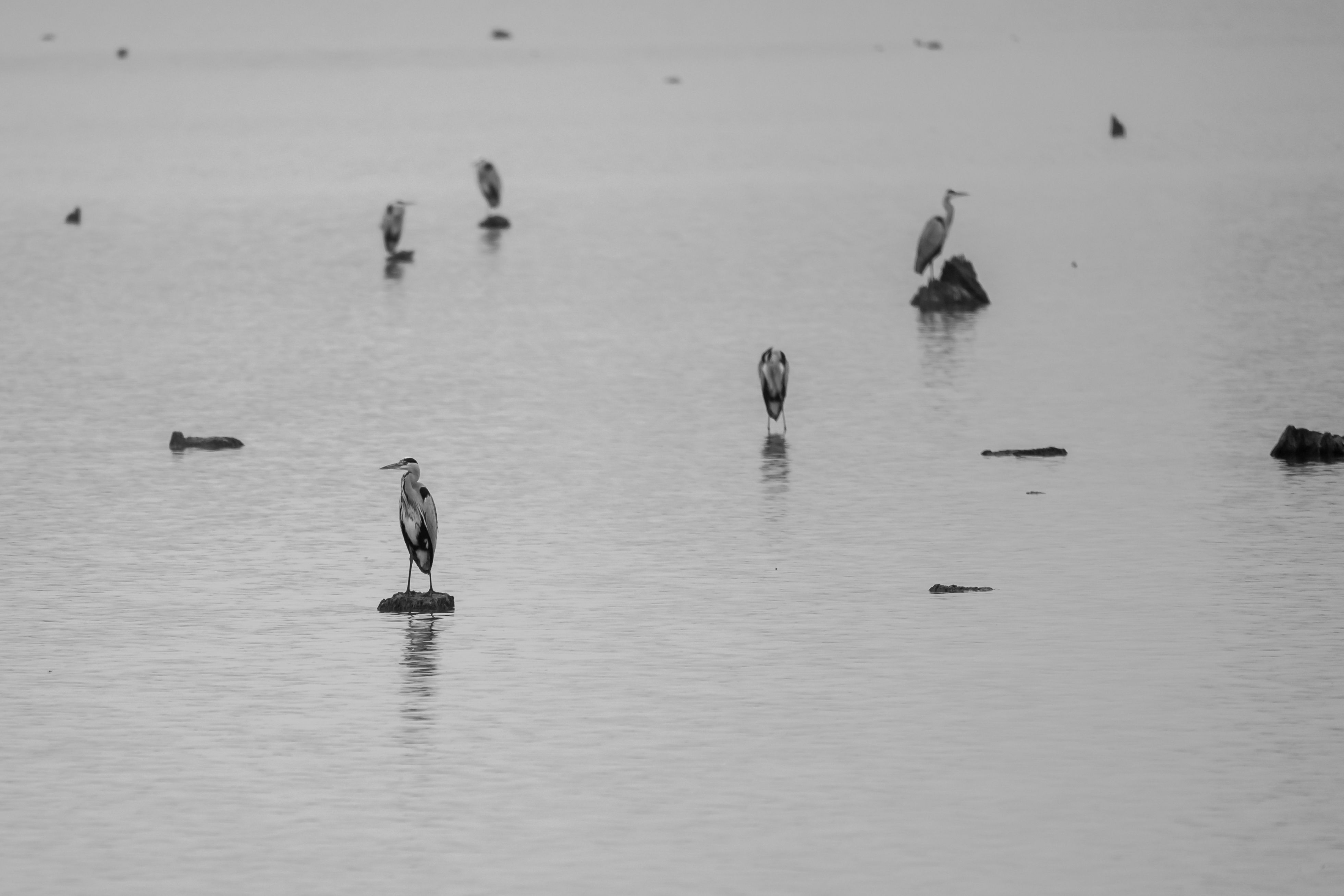 Water Birds Photos, Download The BEST Free Water Birds Stock Photos ...