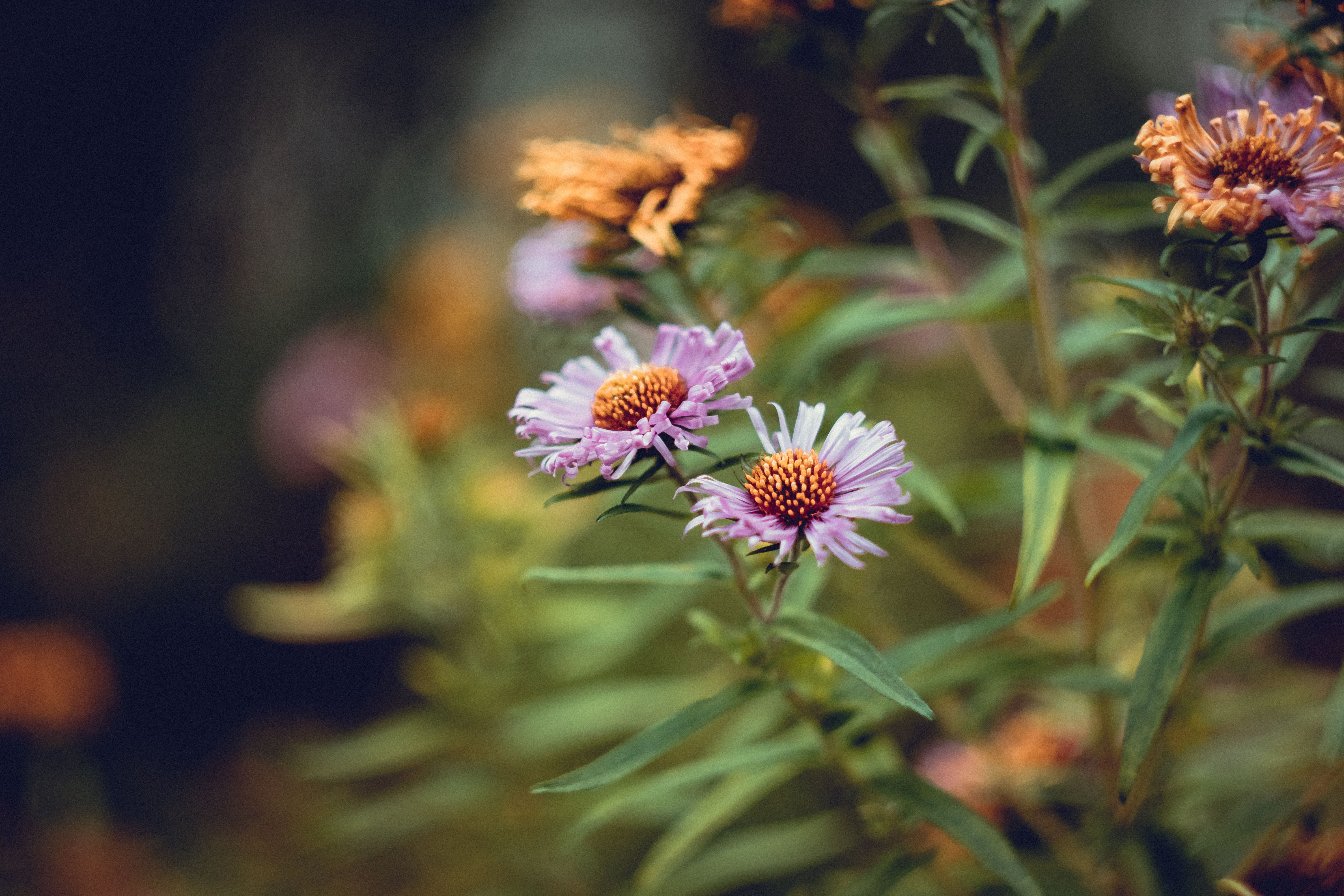 Vibrant Purple Asters in Bloom at Sunset · Free Stock Photo