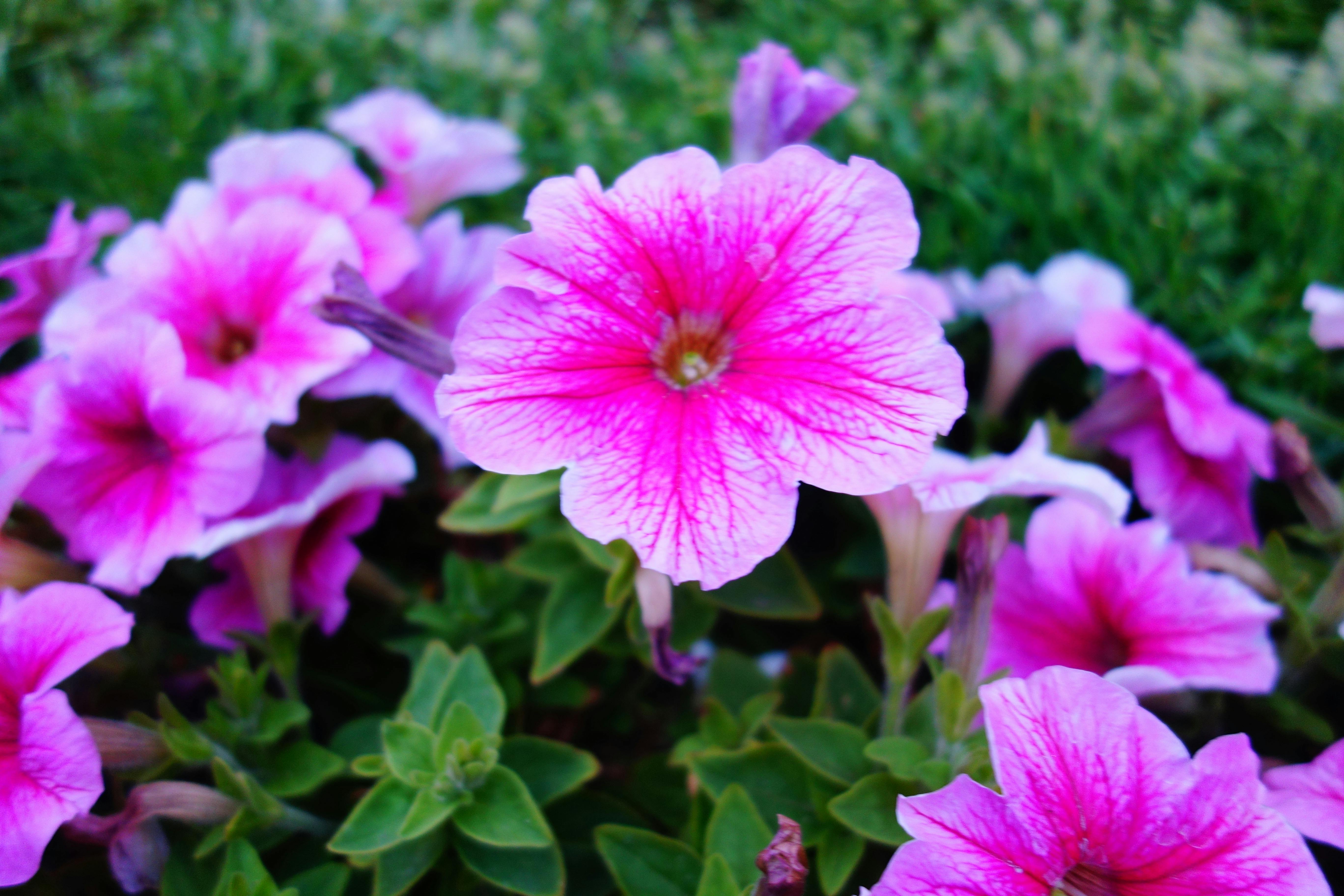 Foto stok gratis tentang bunga, bunga-bunga, bunga-bunga indah